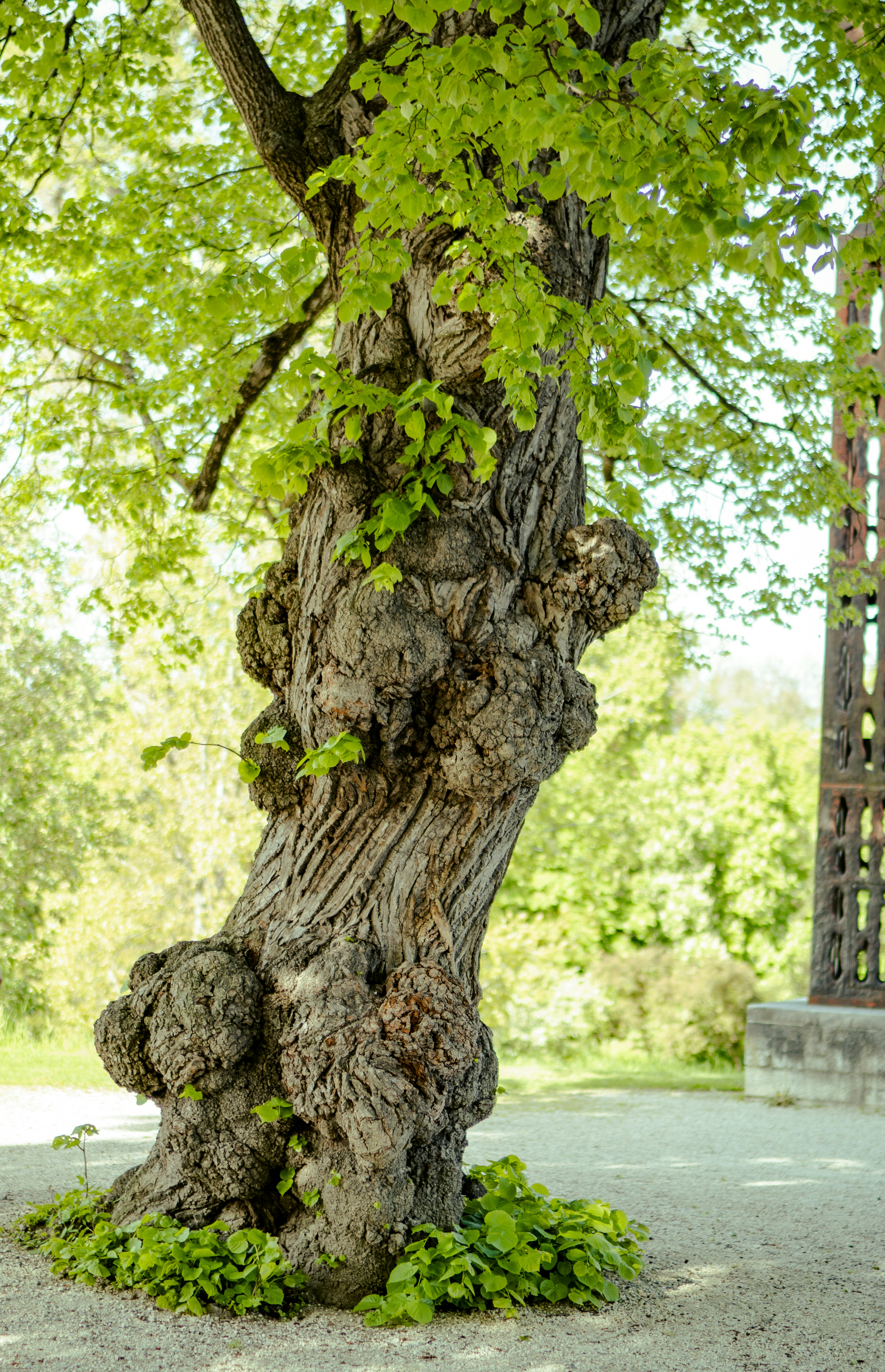 Knot-Worn Sentinel: Sunlit ancient maple in a quiet park