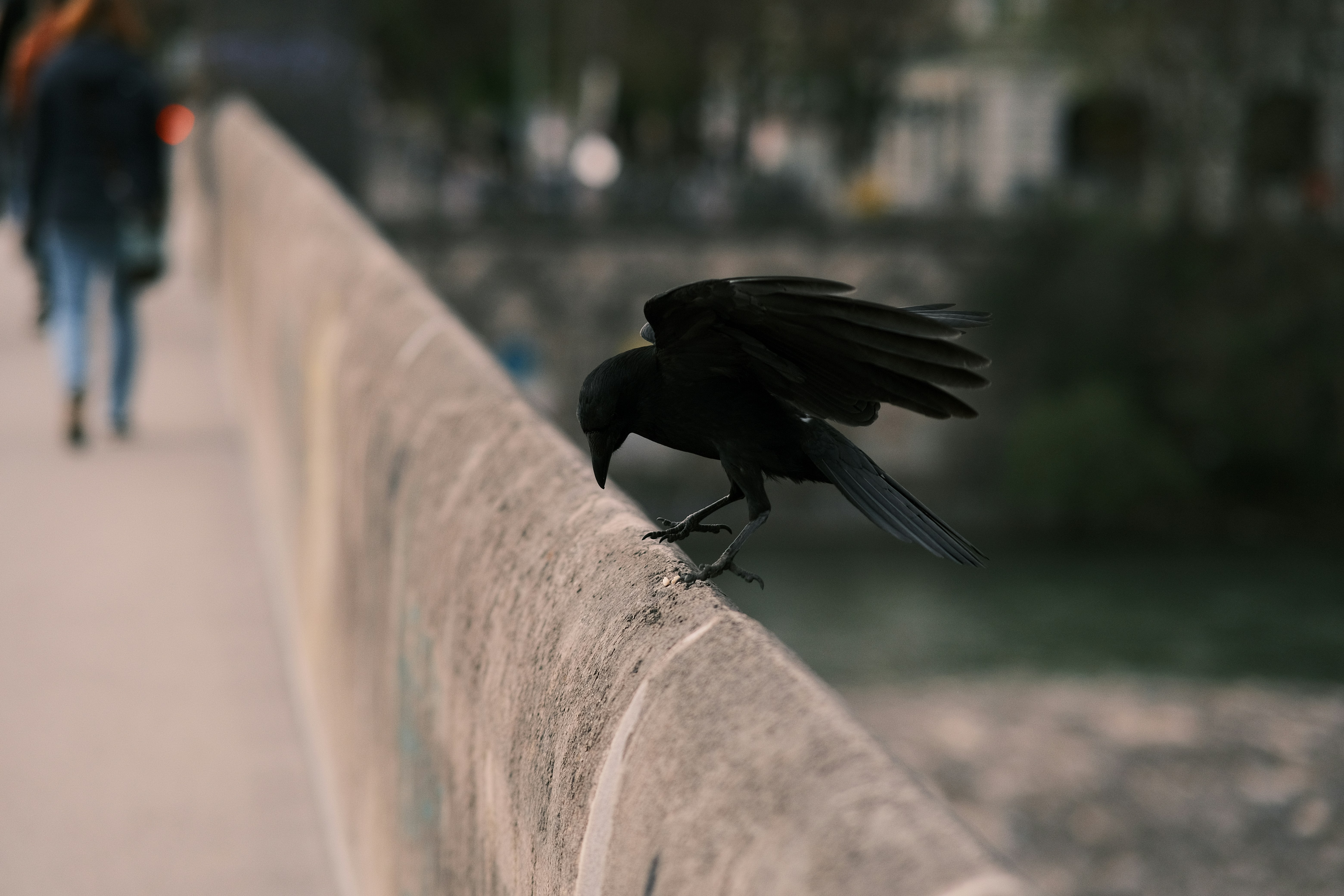 On the Edge of Focus: A Crow Perched on a Weathered City Bridge Railing