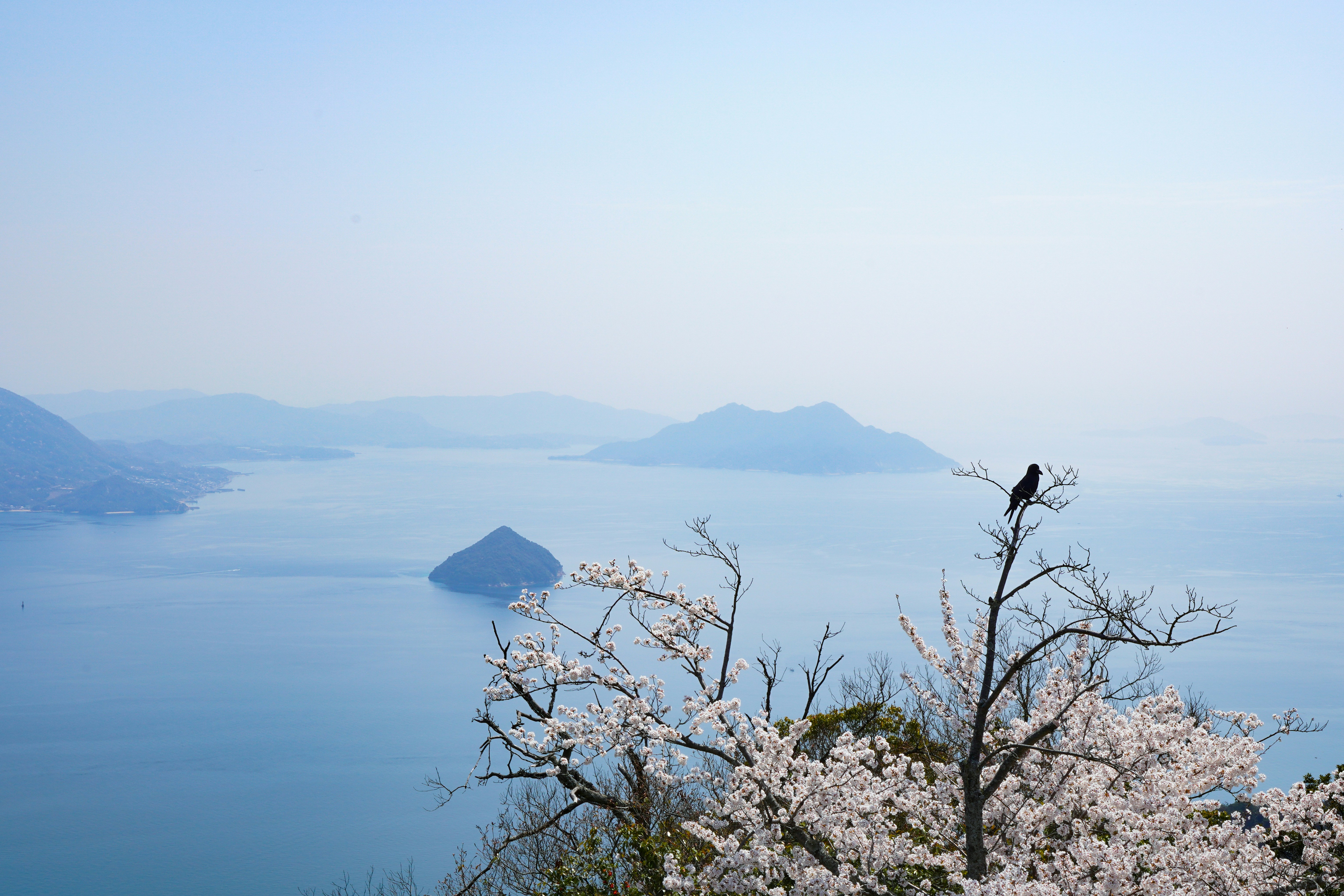 Perched Sentinel Over a Misty Bay Framed by Spring Blossoms