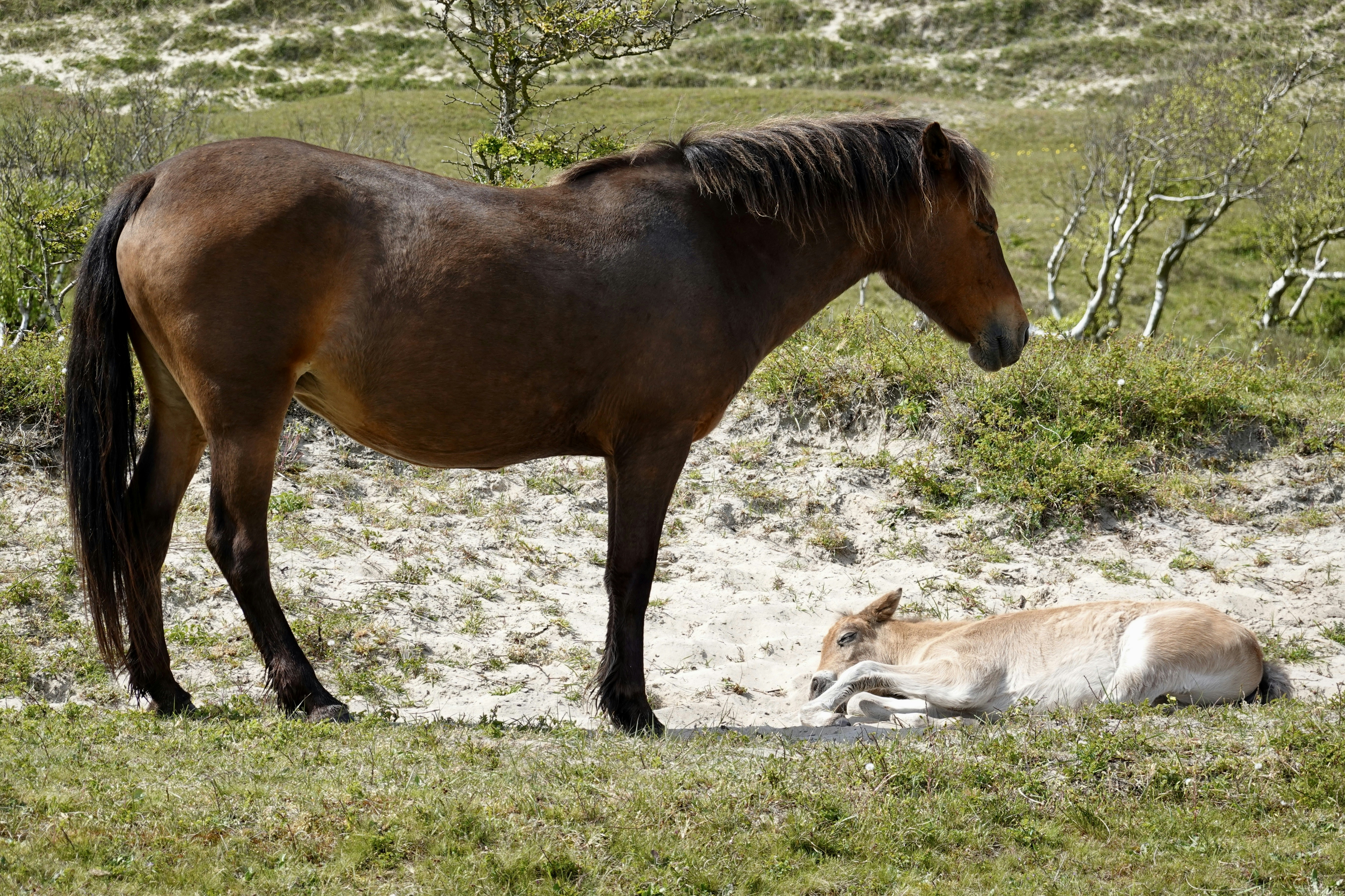 Sentinel and Sleep: A Dark Stallion Overlooks a Pale Horse Resting in Sunlit Scrubland
