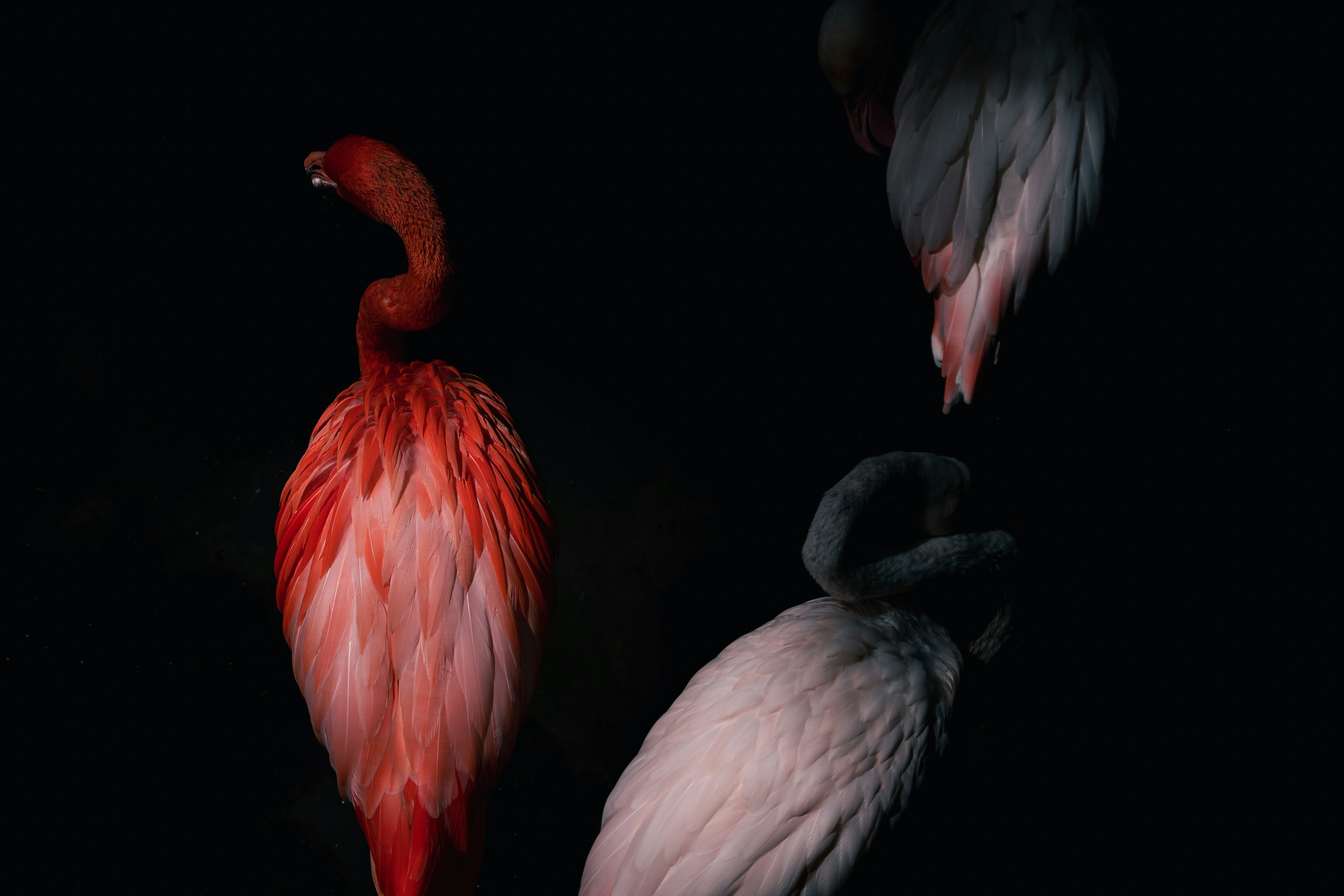 Crimson Flamingo in a Velvet Night Backdrop