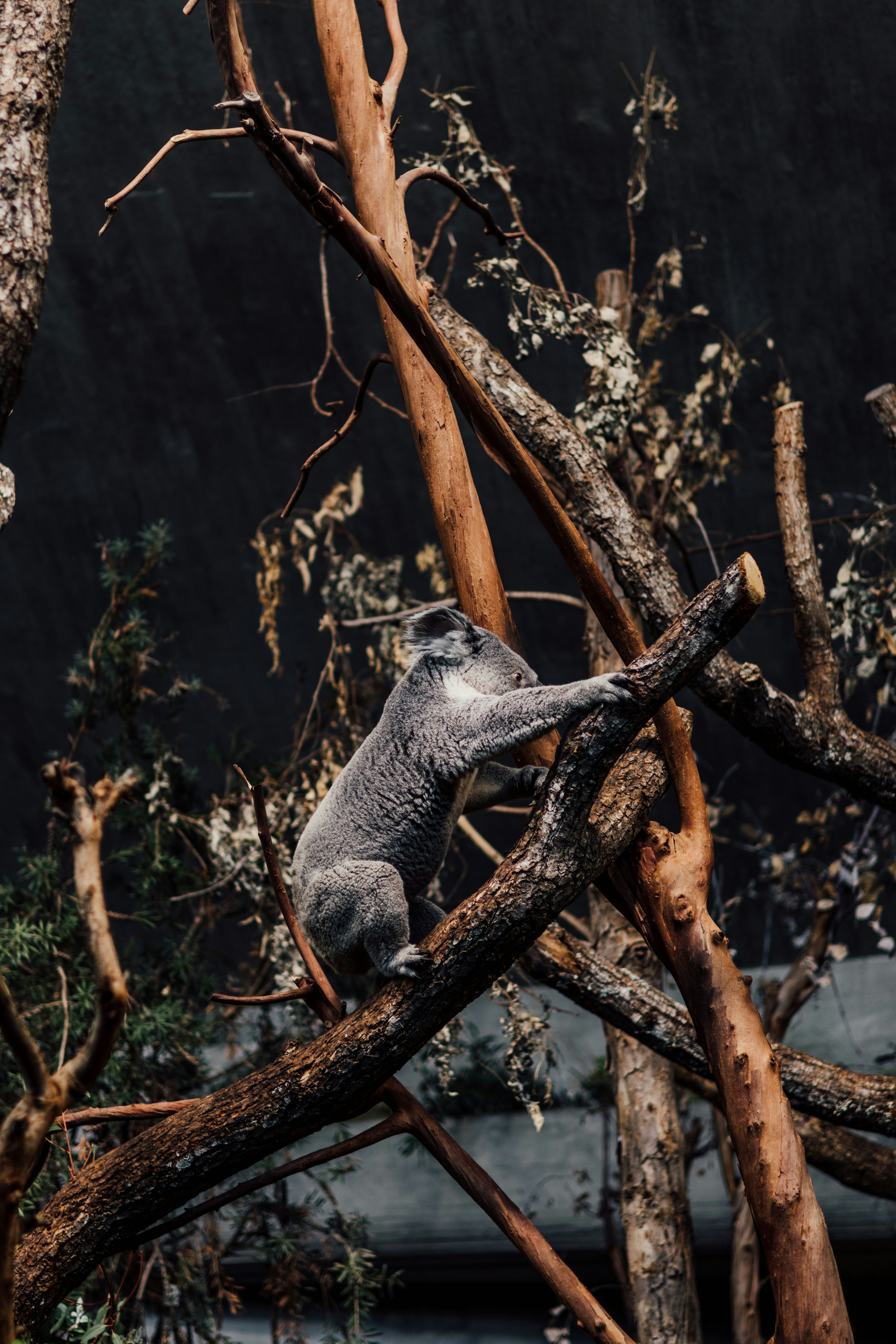 Un koala est assis sur une branche d’arbre photo – Photo ...