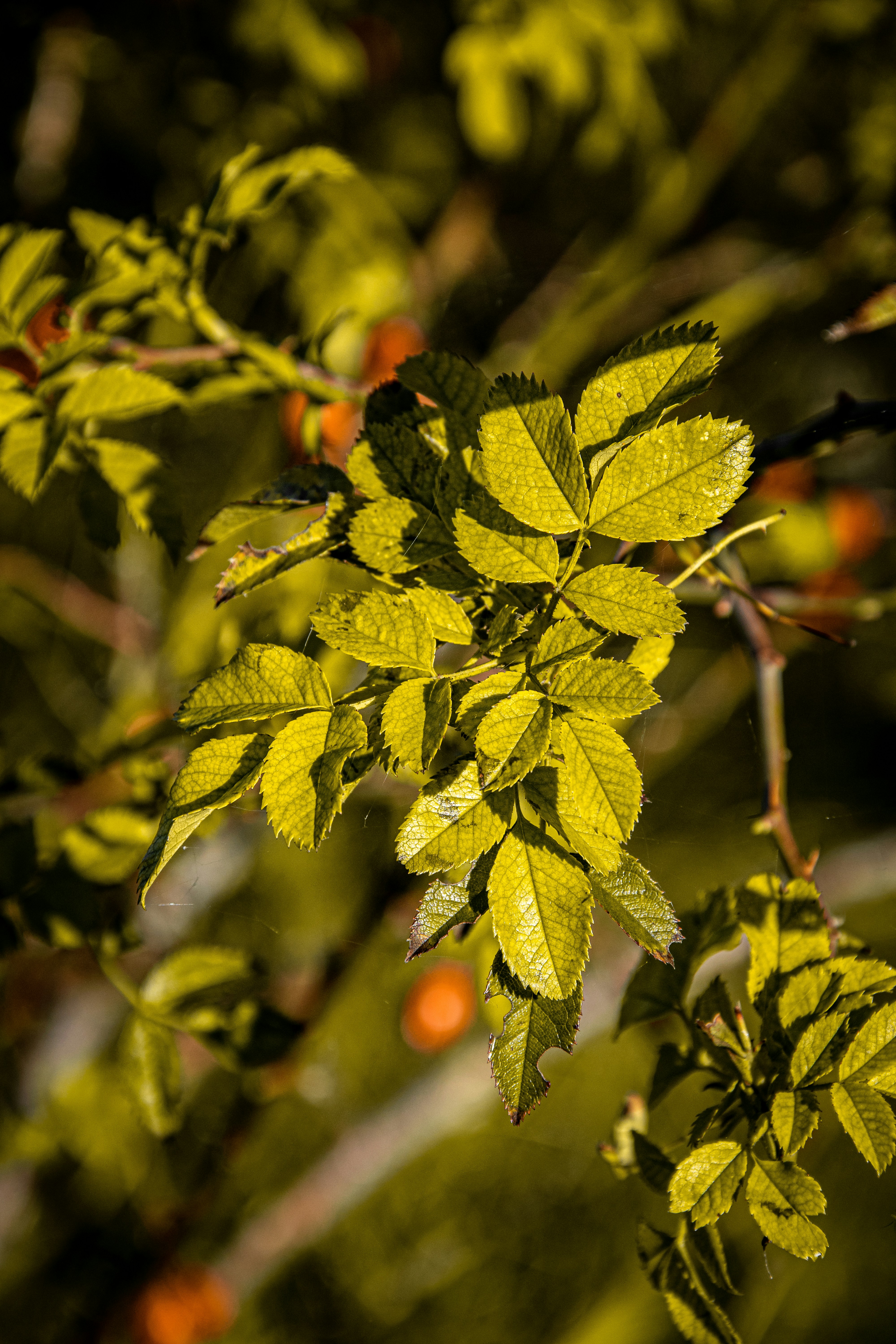 Sunlit Serrations: Close-Up of Green Leaves on a Quiet Branch