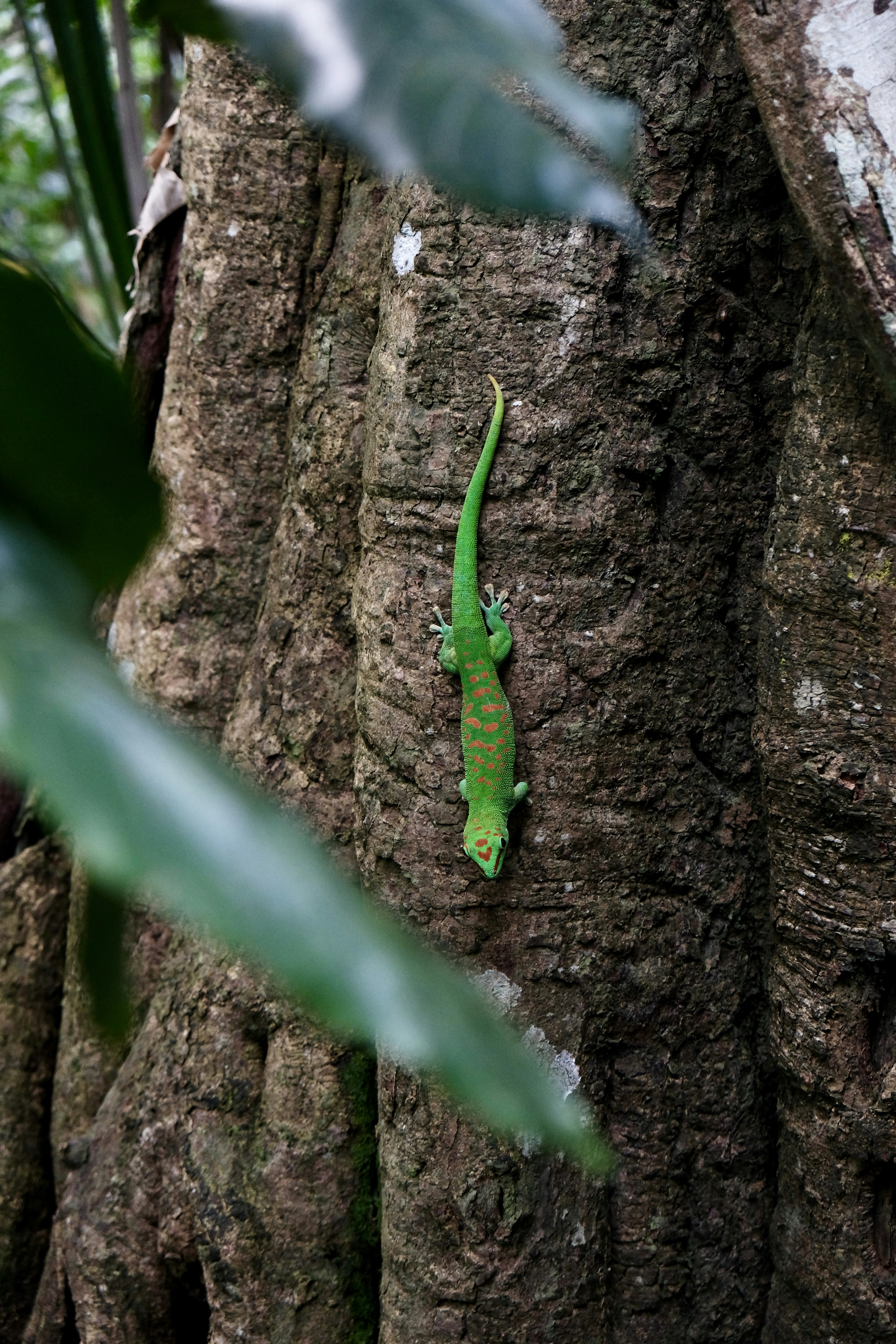 A green lizard is climbing up a tree photo – Free Animal Image on Unsplash