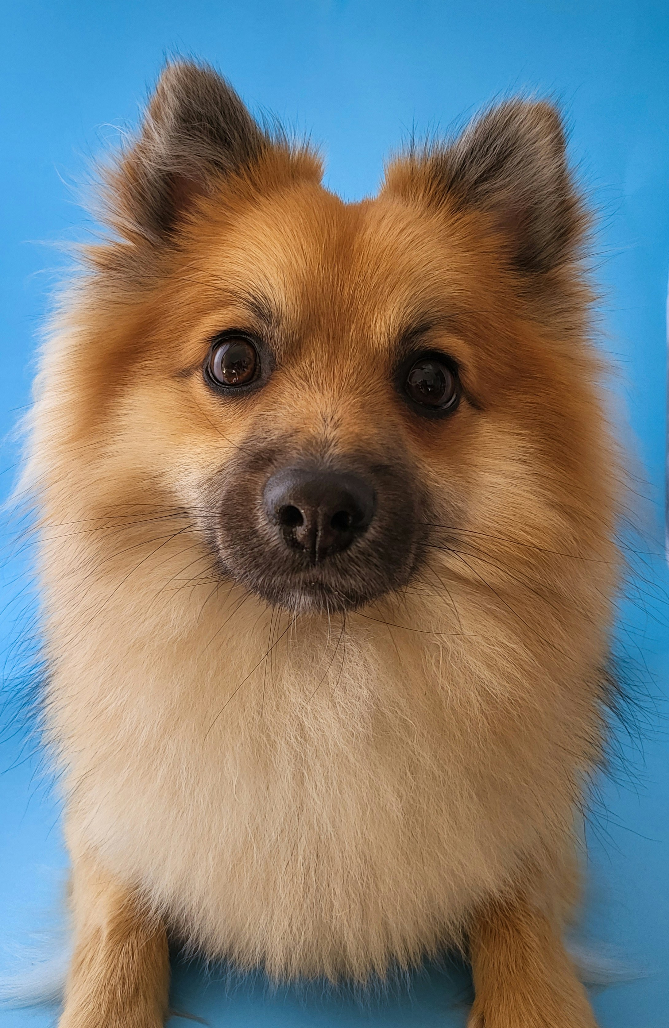 Azure Portrait: A Fluffy Pomeranian Faces the Lens