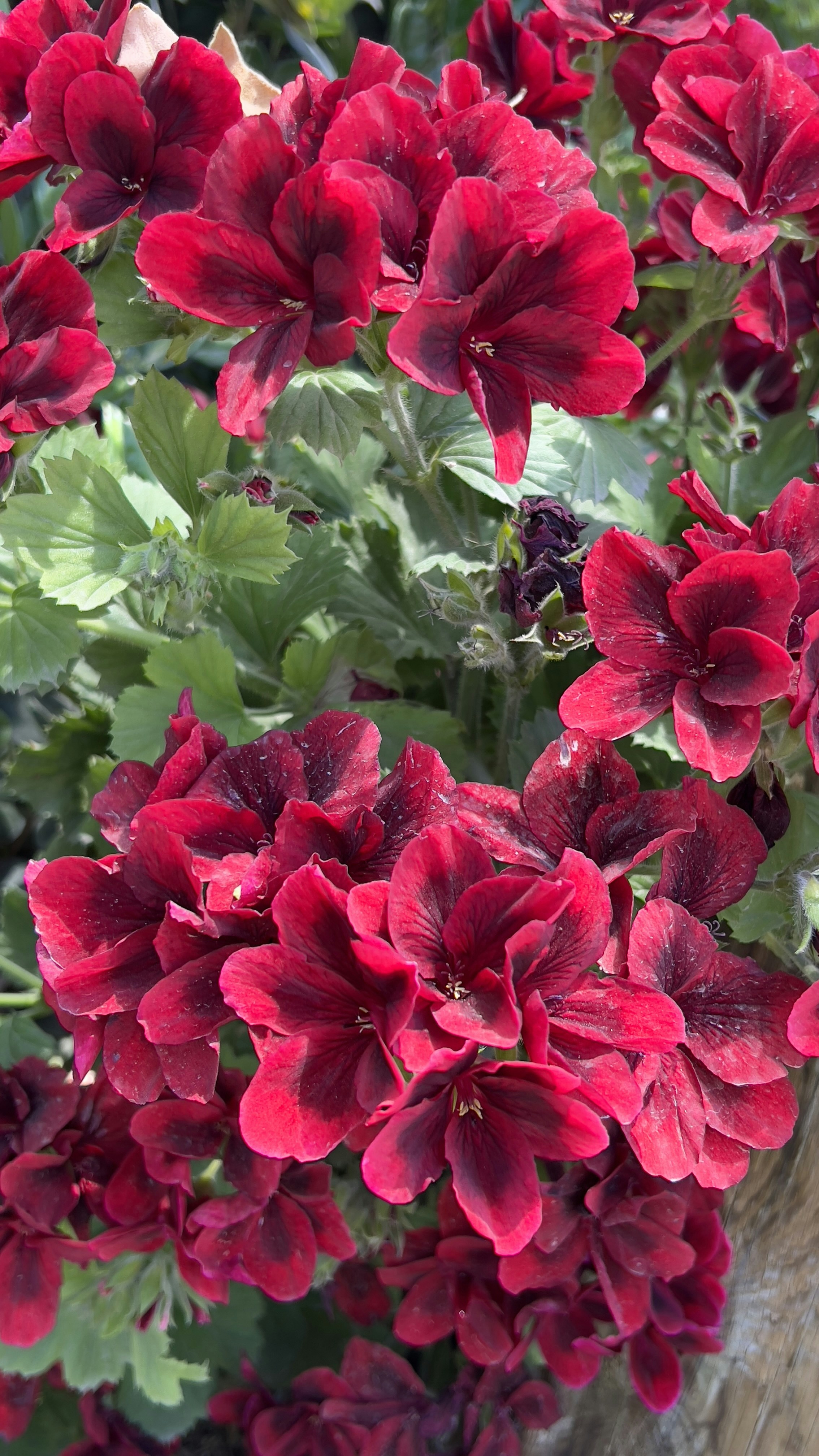 Crimson Petals: A Deep Dive into Velvet Florals