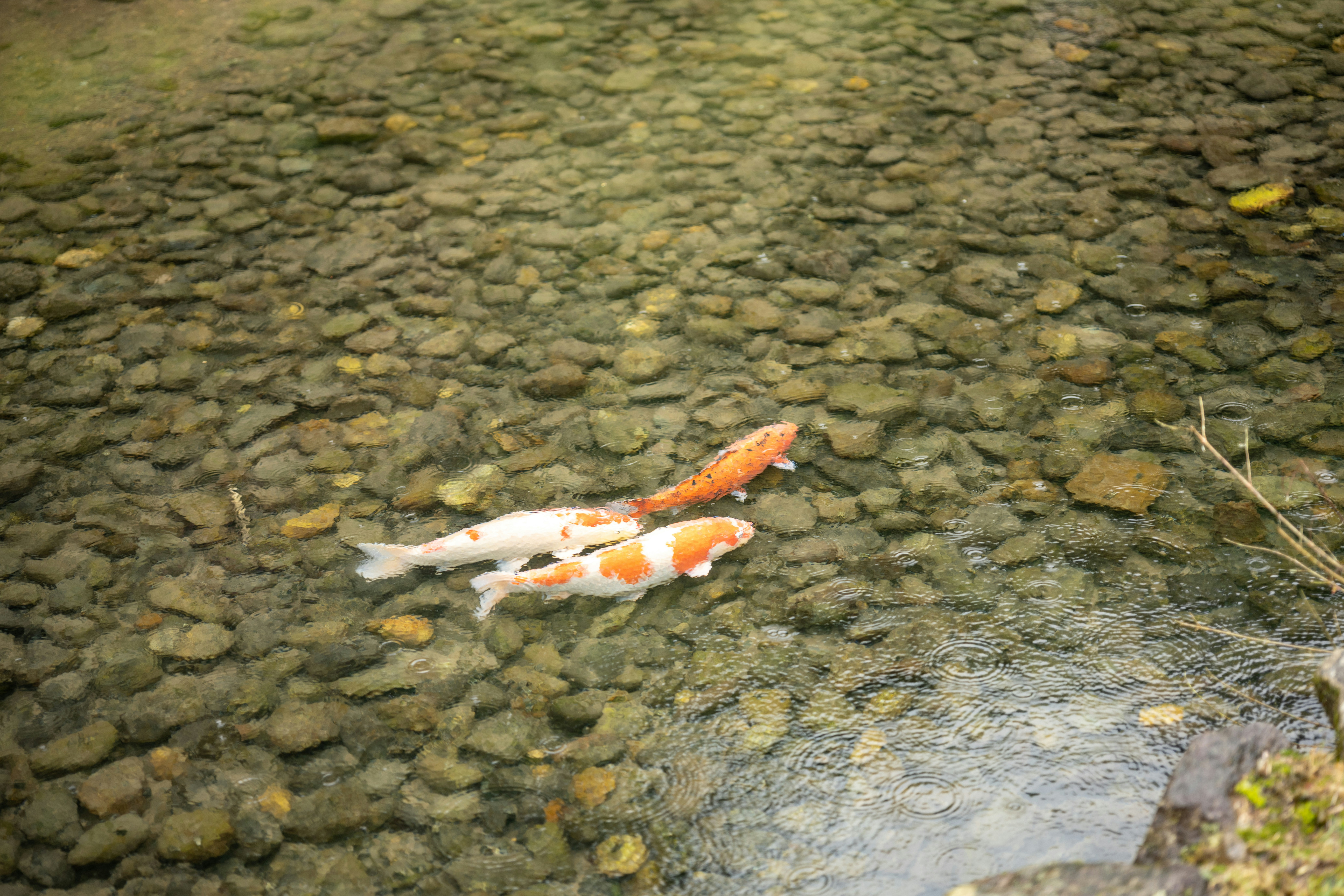 Two Koi Glide Over a Pebble-Strewn Stream