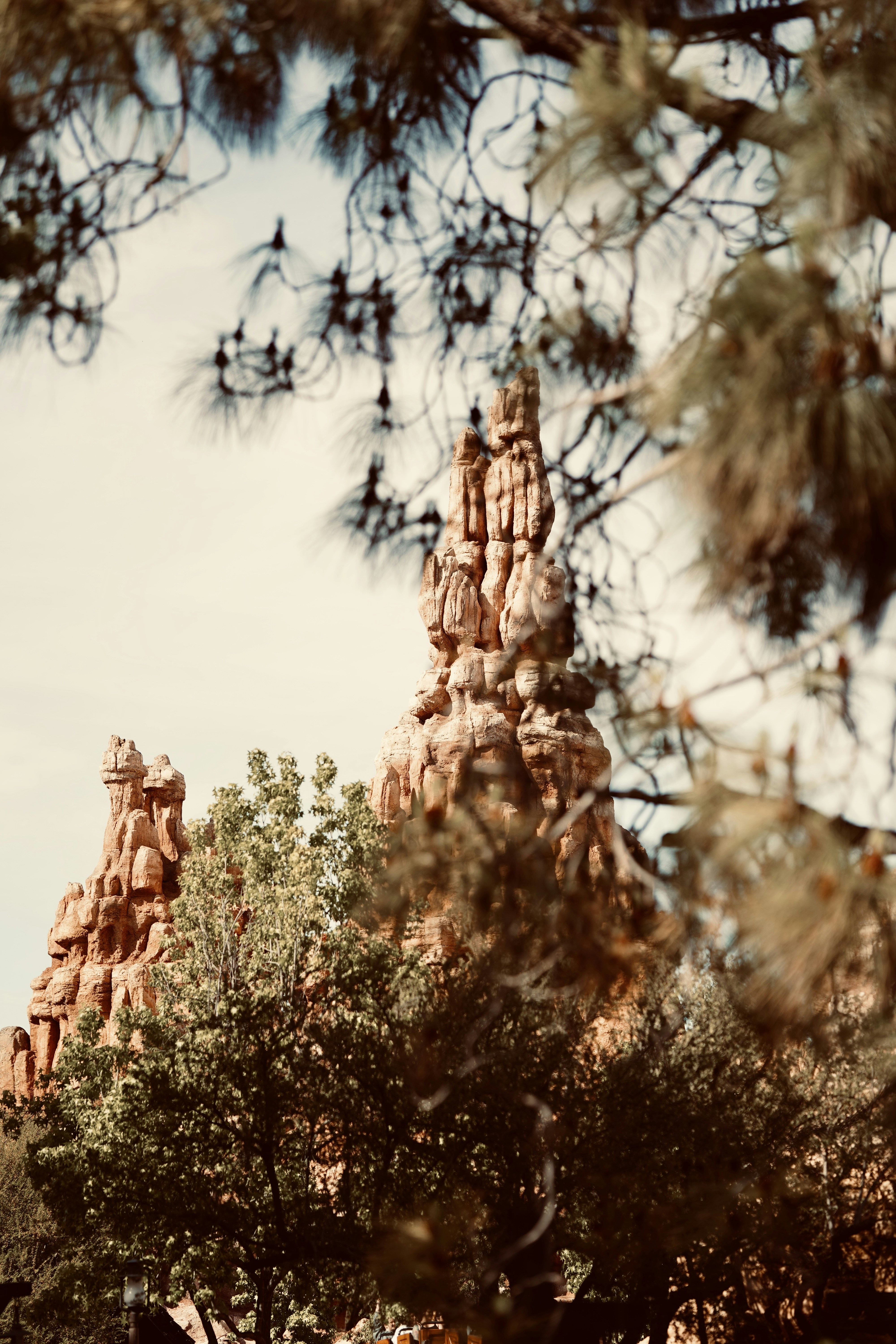 Spires Through a Pine Veil: A Quiet Desert Portrait