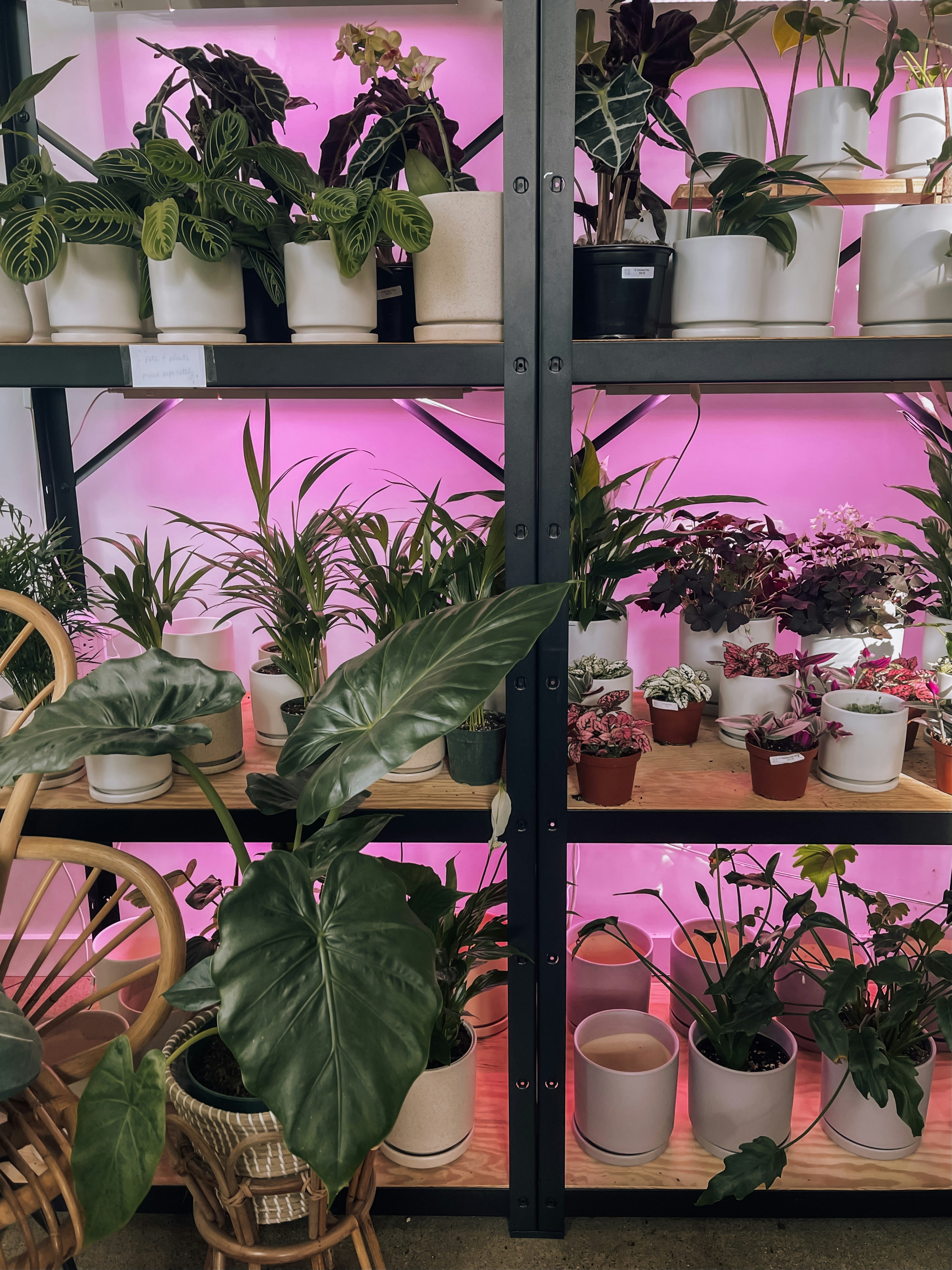 Pink-Backlit Plant Rack: Rows of Pots on a Steel Shelf