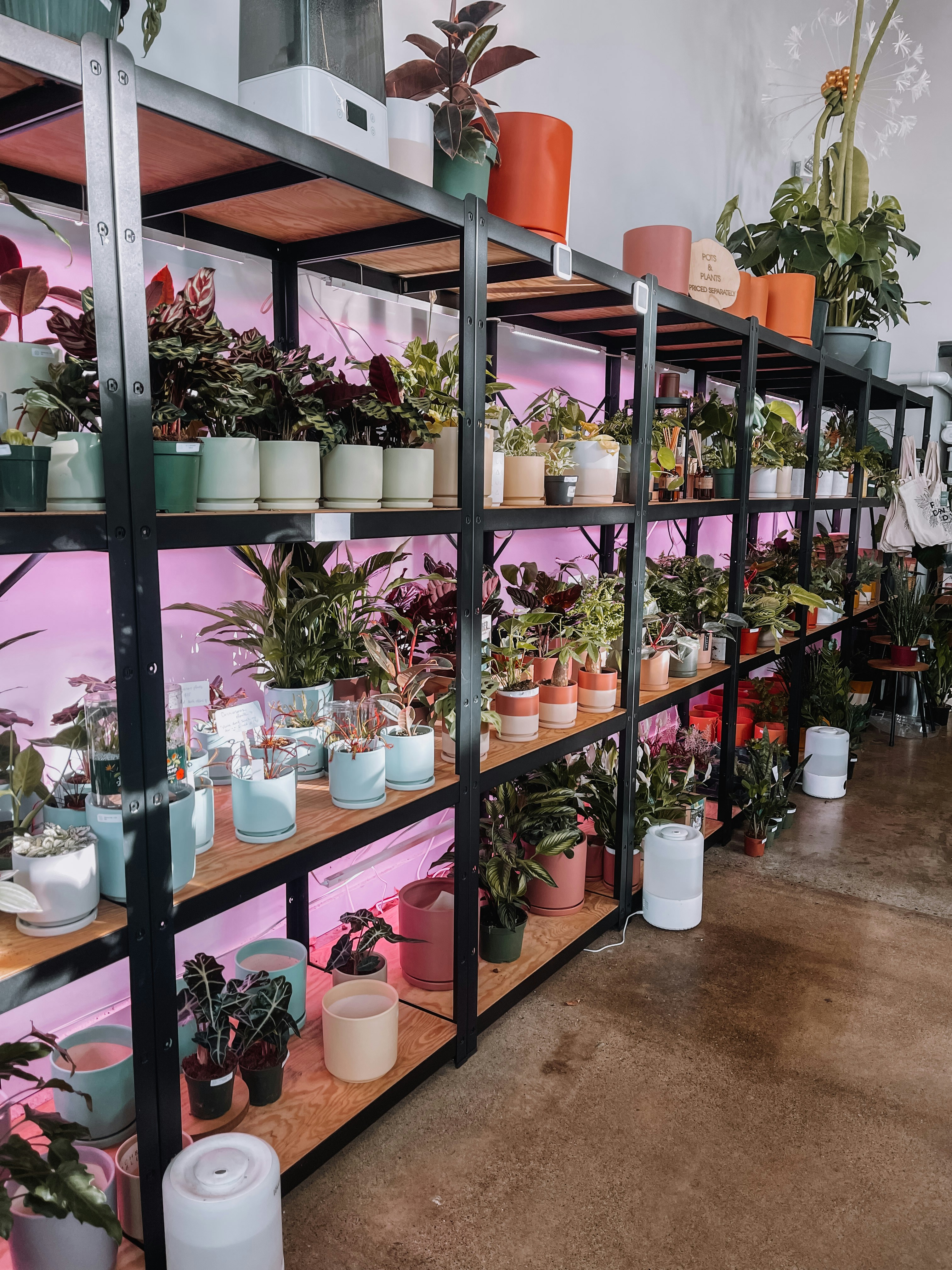 Pastel Pots, Pink Glow: A Plant Shelf Odyssey