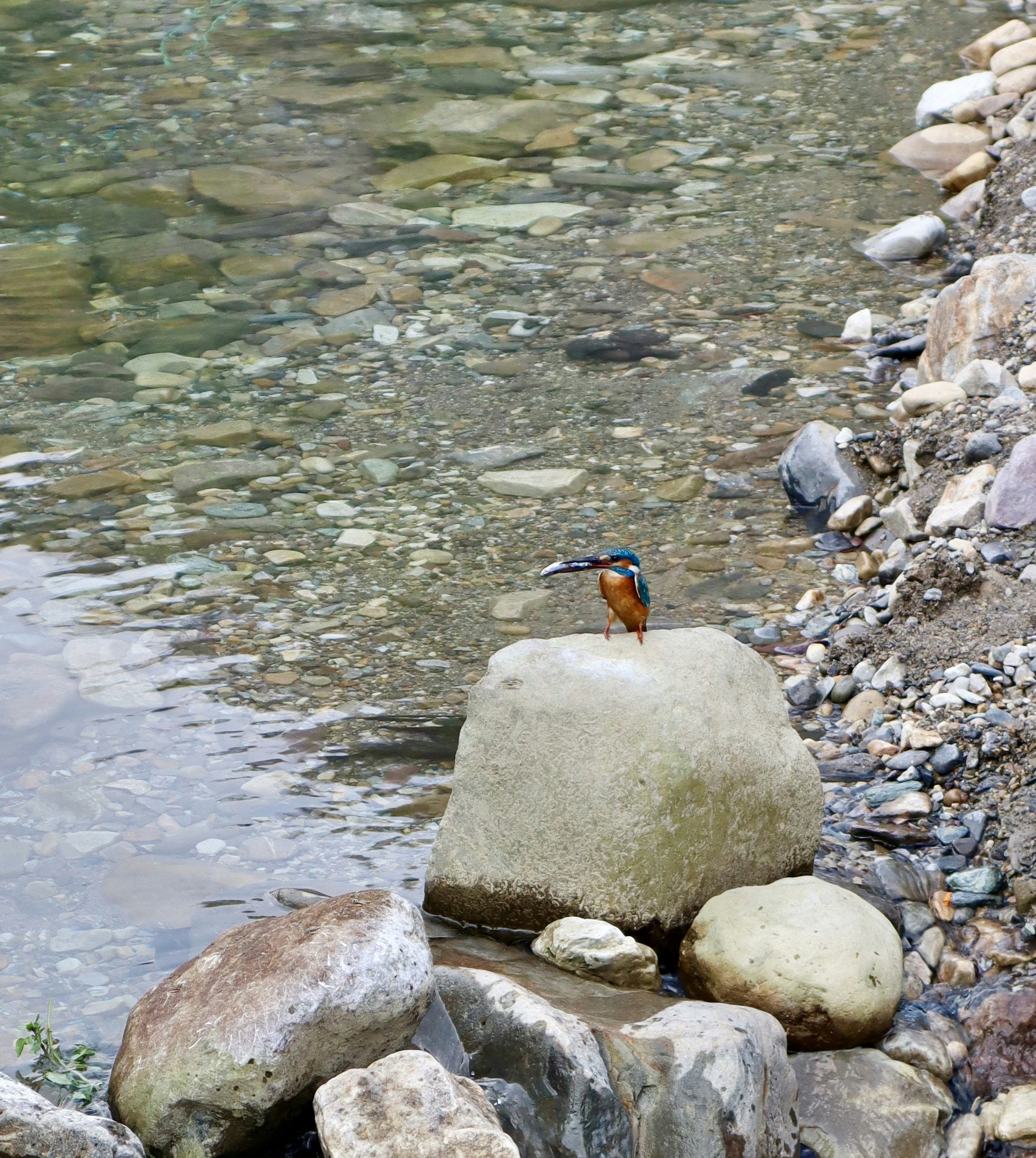 Kingfisher's Quiet Watch on a Granite Boulder by a Pebbled River