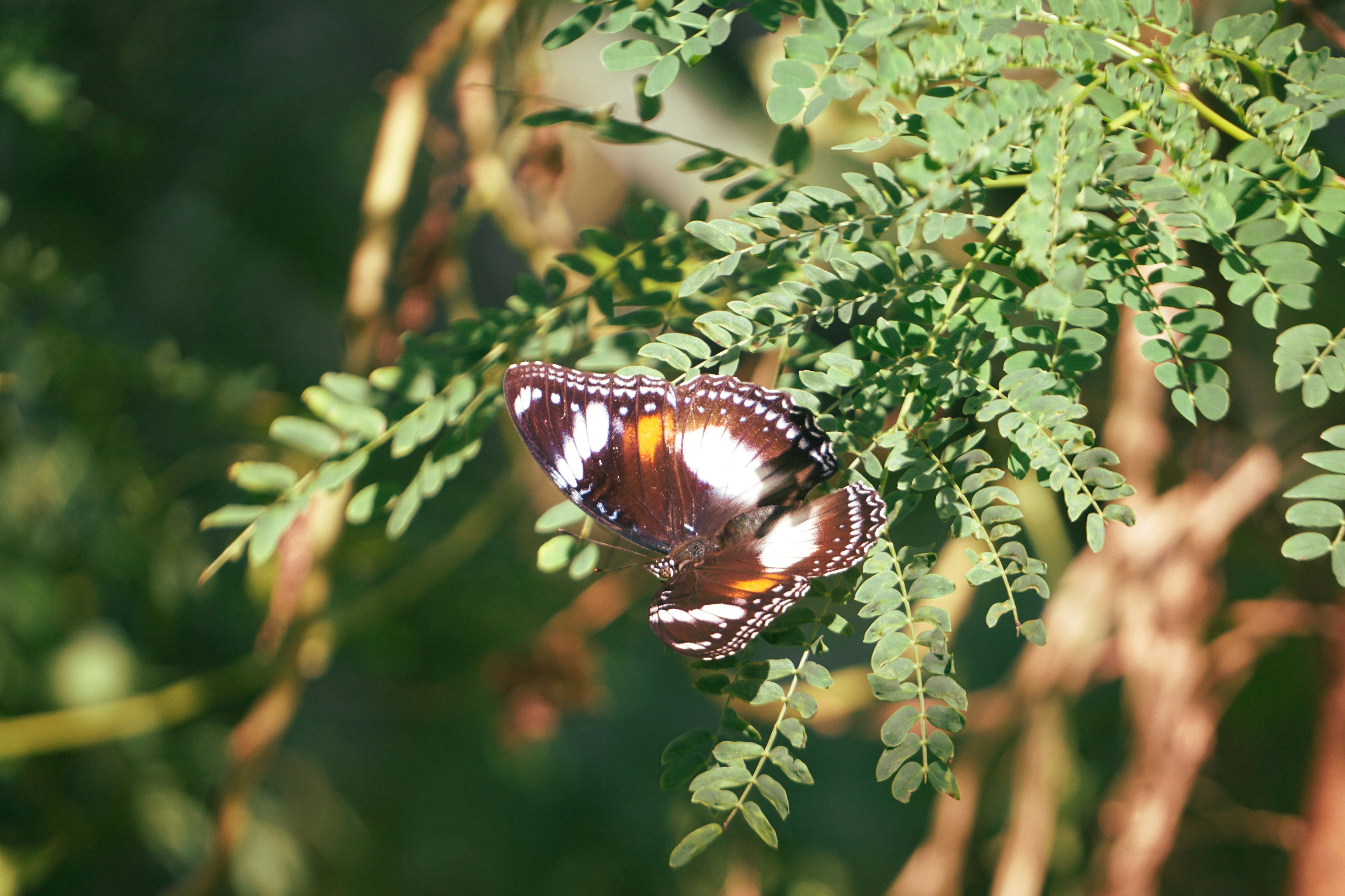 Butterfly perched on delicate green fern leaves under soft sunlight.