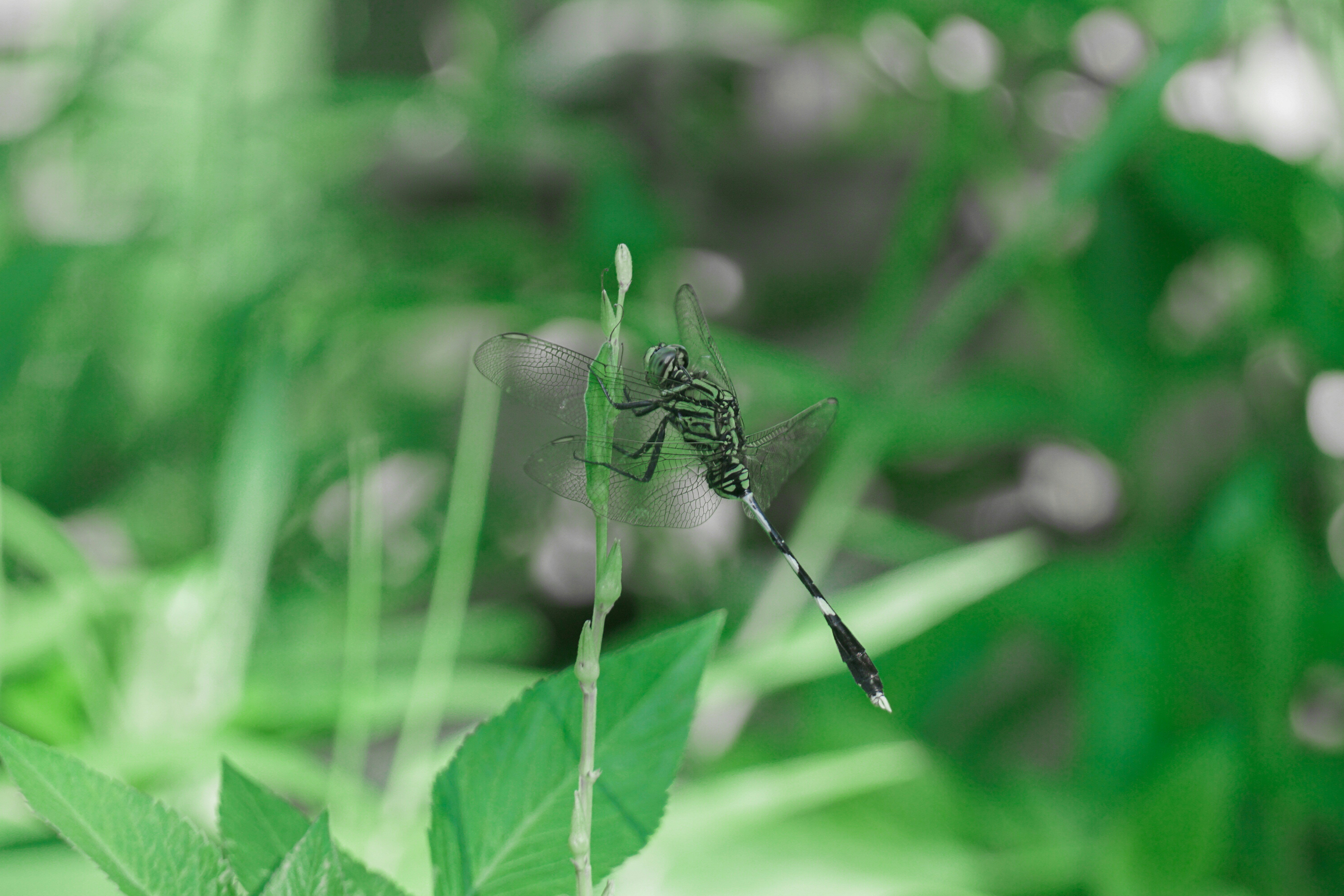 Monochrome Winged Balance
