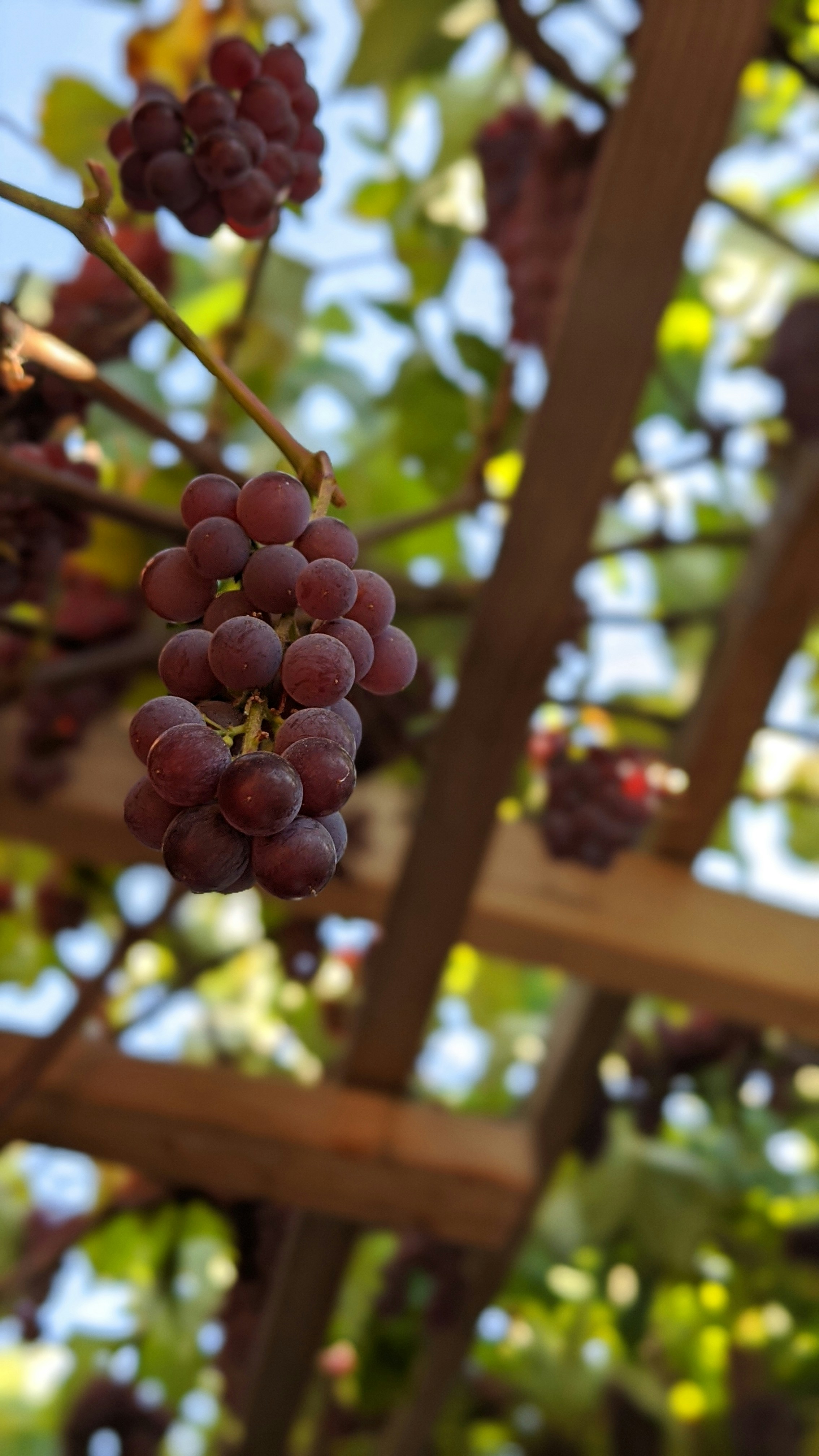 Grape Cluster Under a Sunlit Lattice: A Close-Up Study