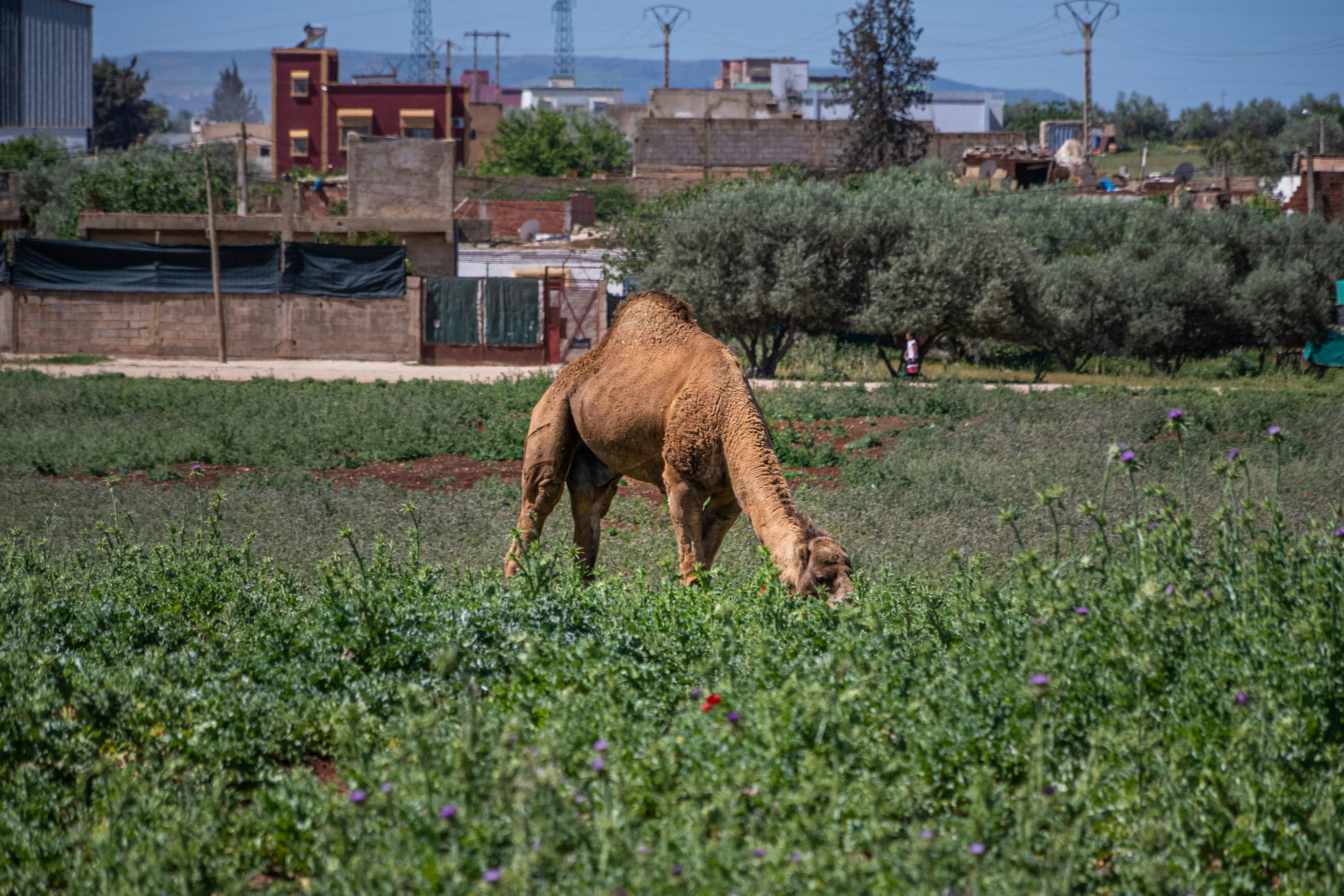 A camel grazing in a field with buildings in the background photo ...