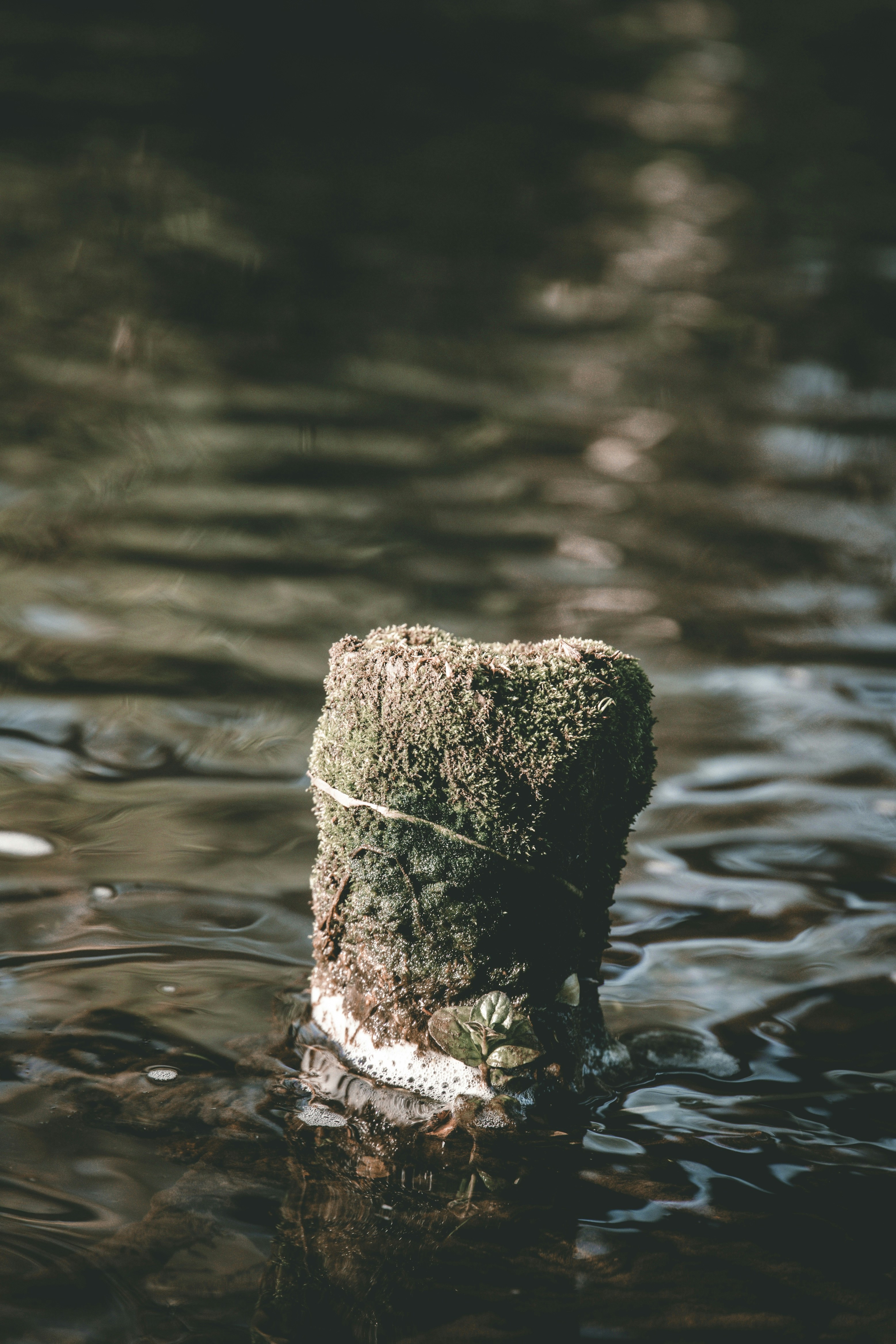 The Quiet Sentinel: Moss-Capped Post in a Rippling Pond