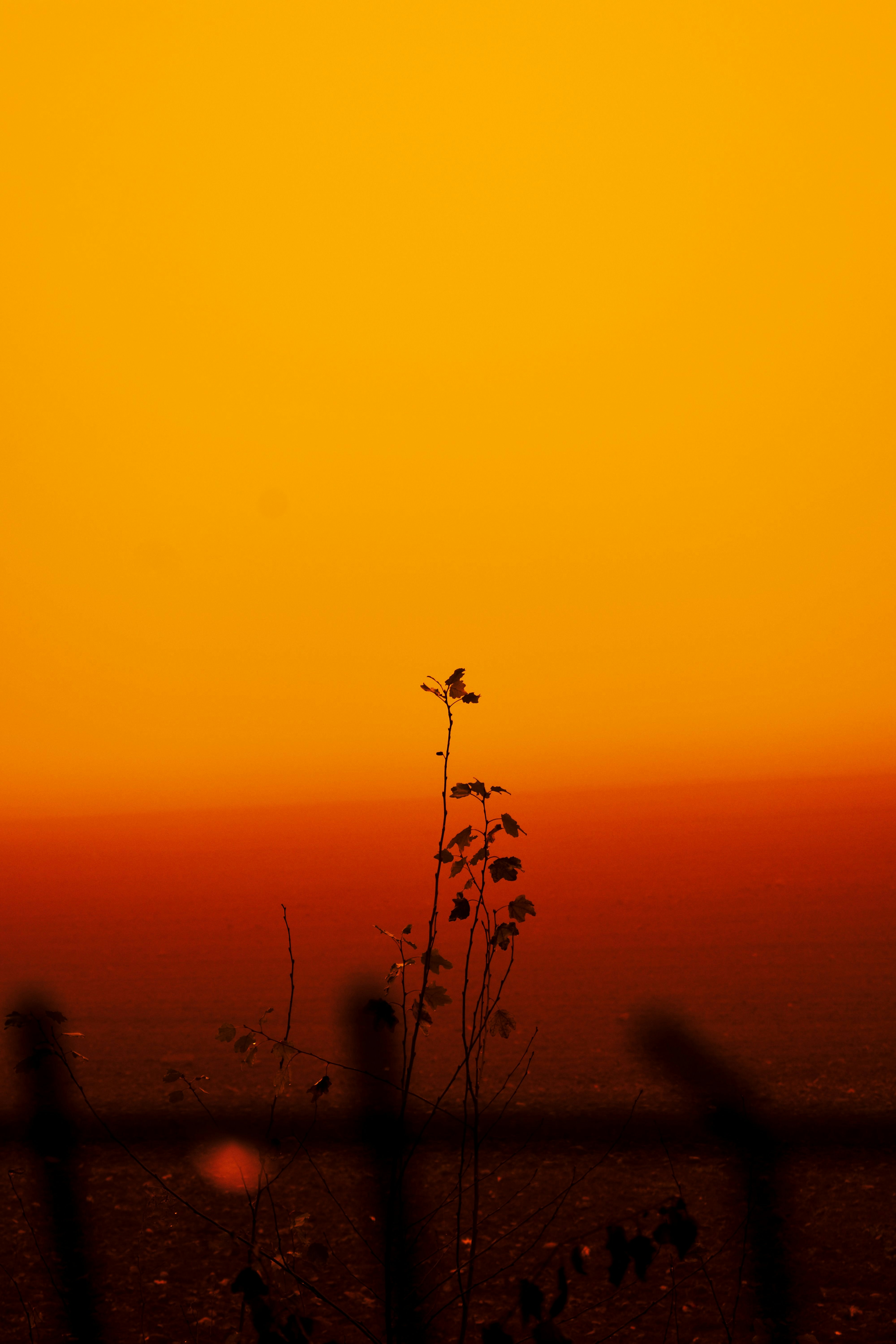 Ember Sky, Lone Stem: A Silhouette at Dusk