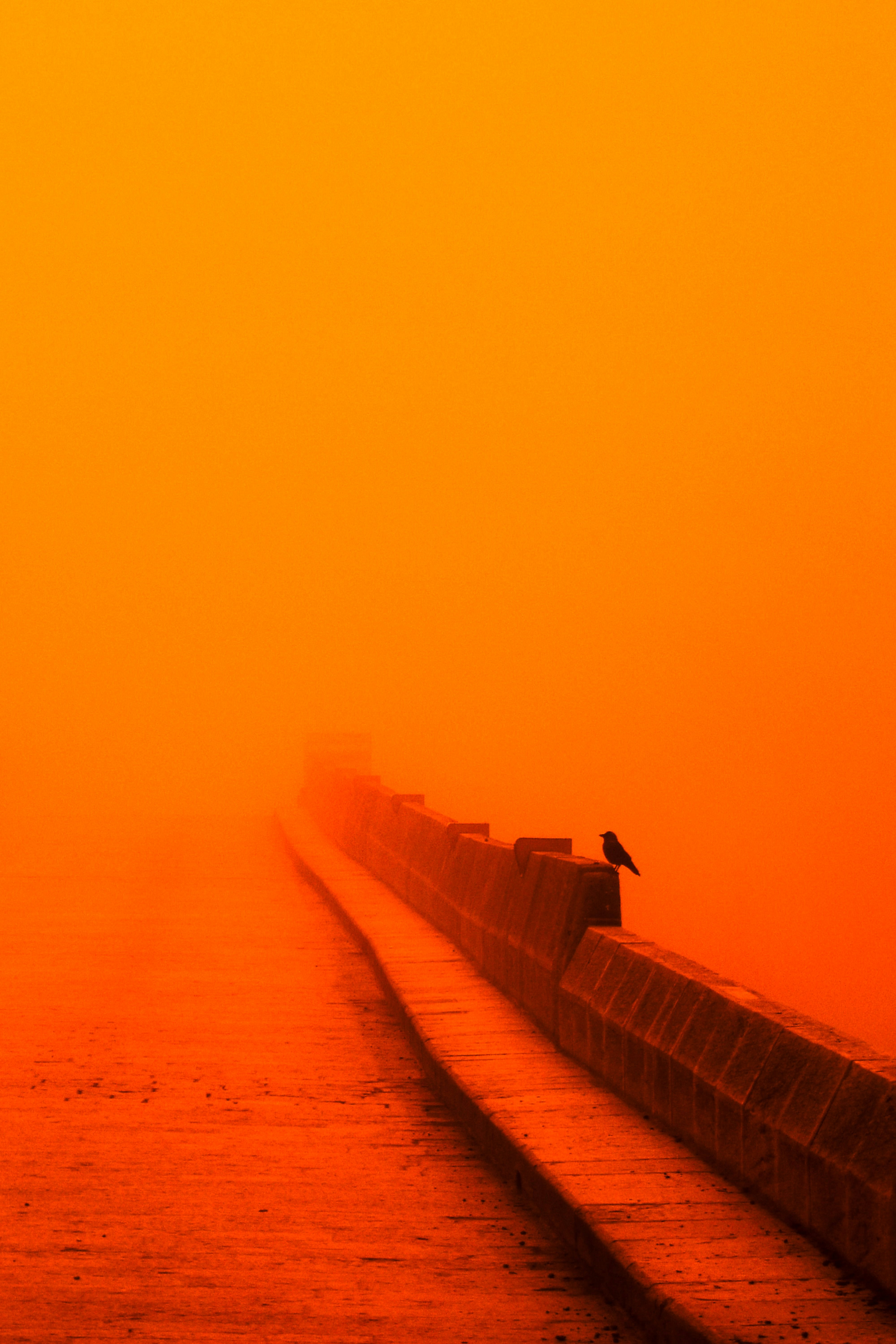 Gull on a fog-kissed pier dissolving into orange light