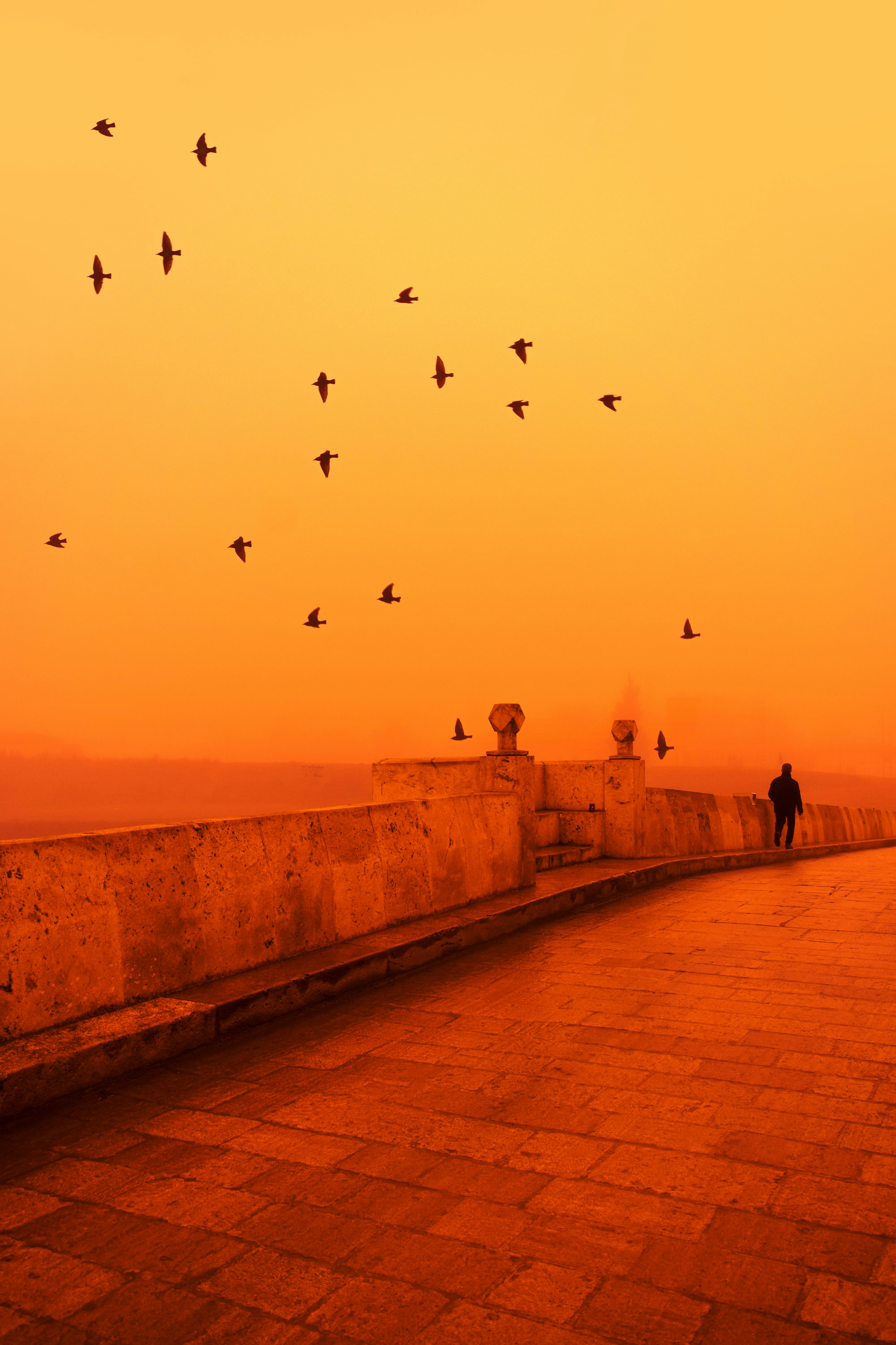 Crimson Promenade: Lone Wanderer Beneath a Sky Full of Migrating Birds