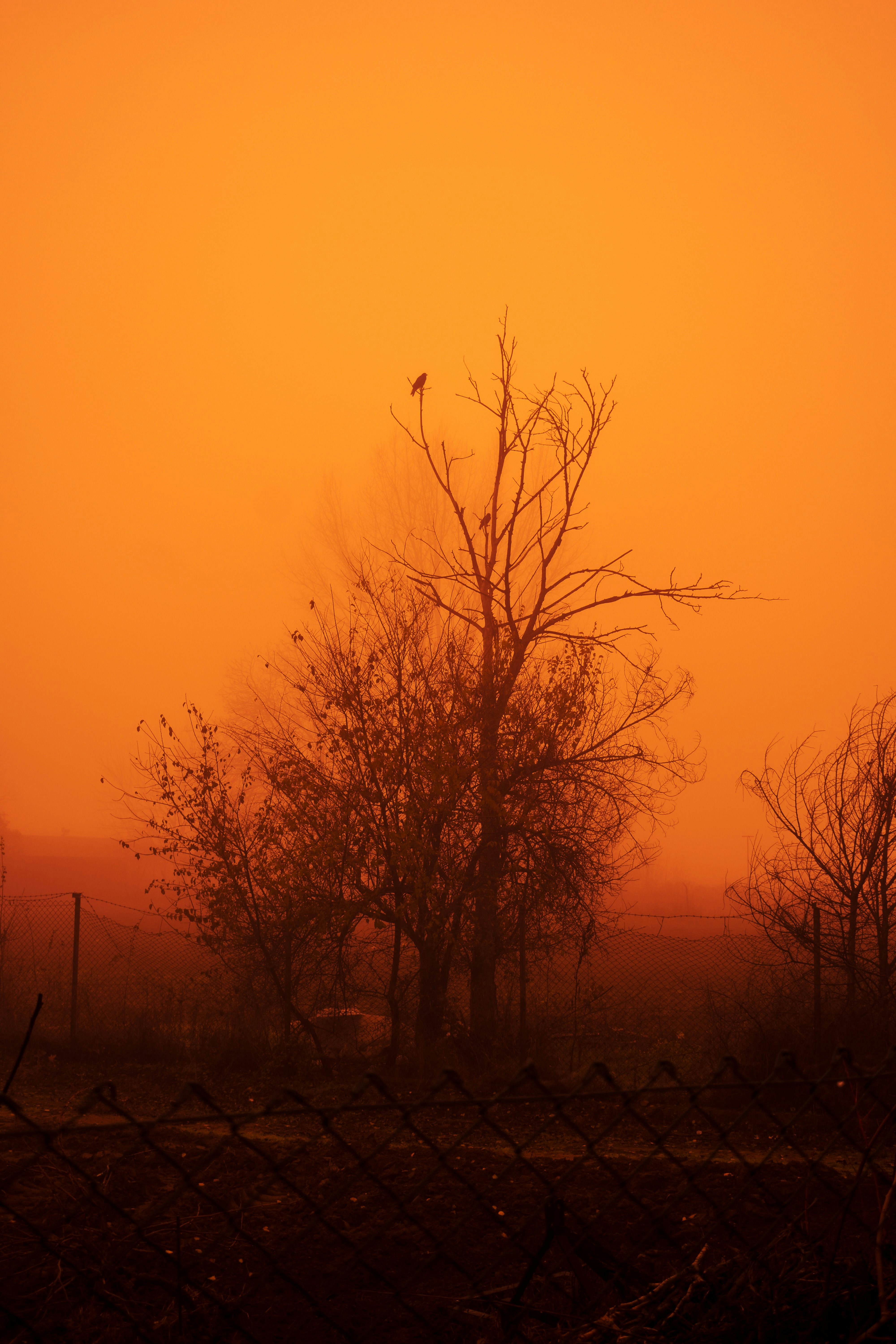 Ember Crown: A Lone Bird Perched Among Skeletal Branches in a Furnace-Orange Haze