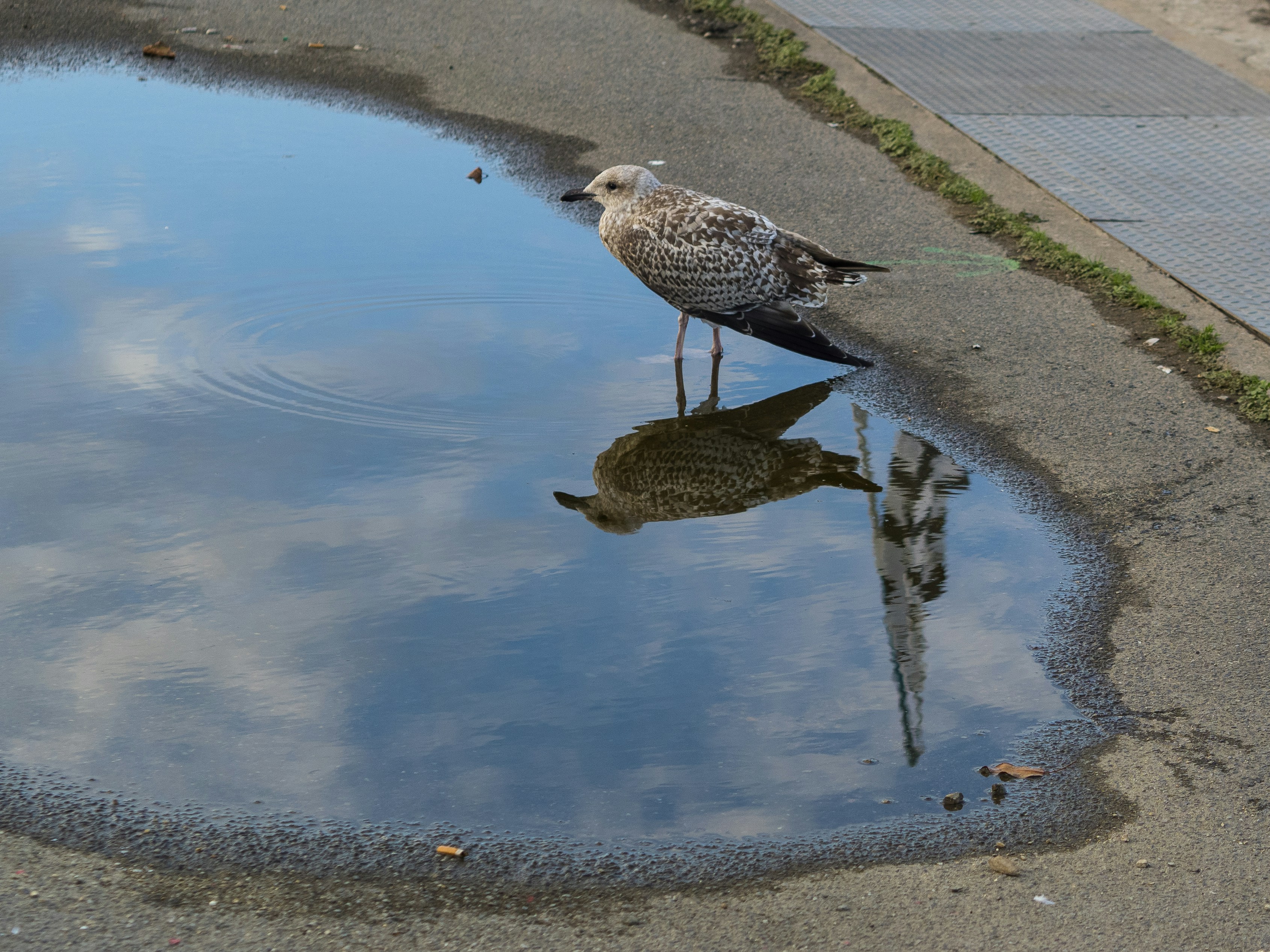 Puddle Sentinel: A Lone Shorebird and the Sky's Echo