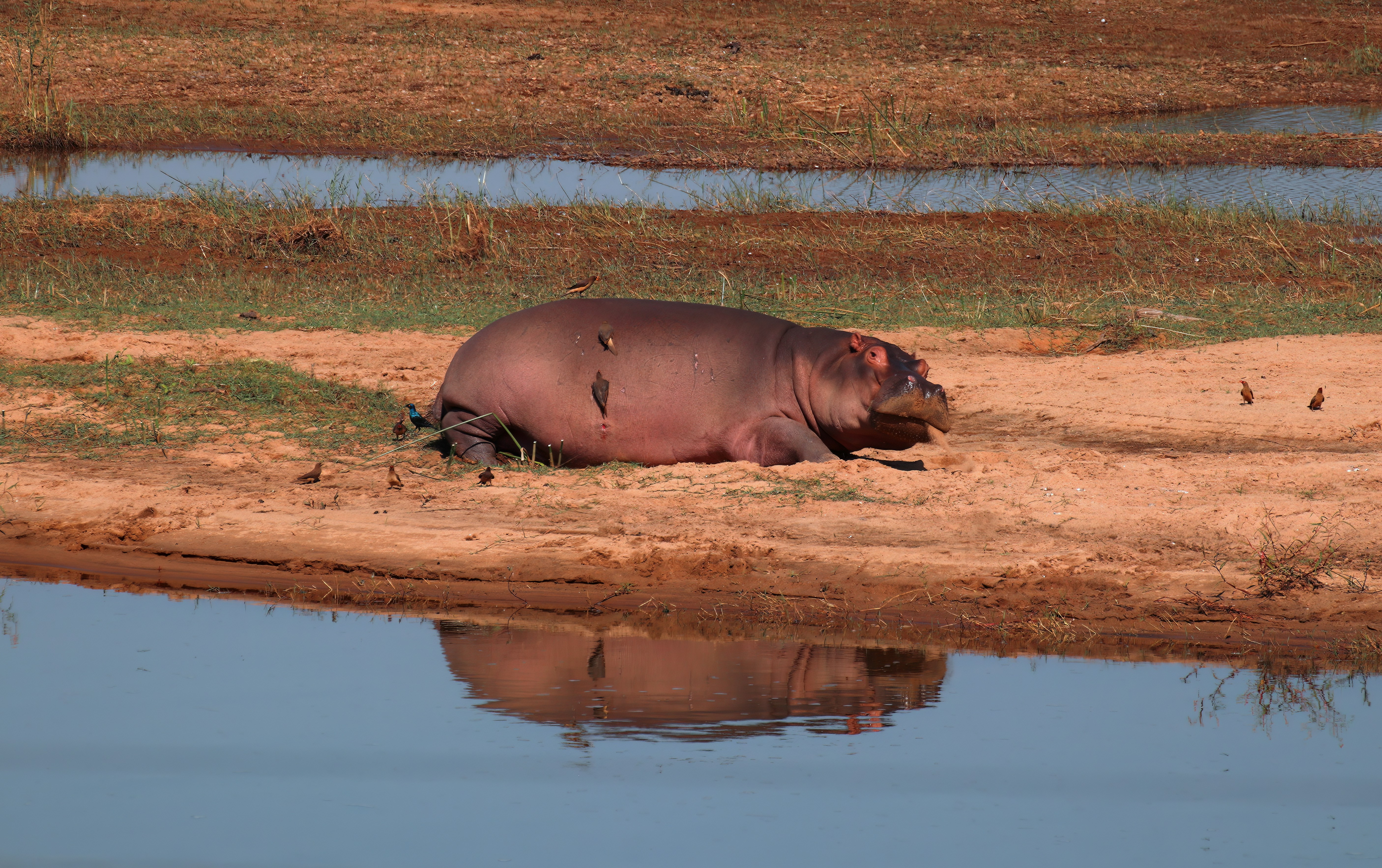 A hippo laying on the ground next to a body of water photo – Free Hippo ...