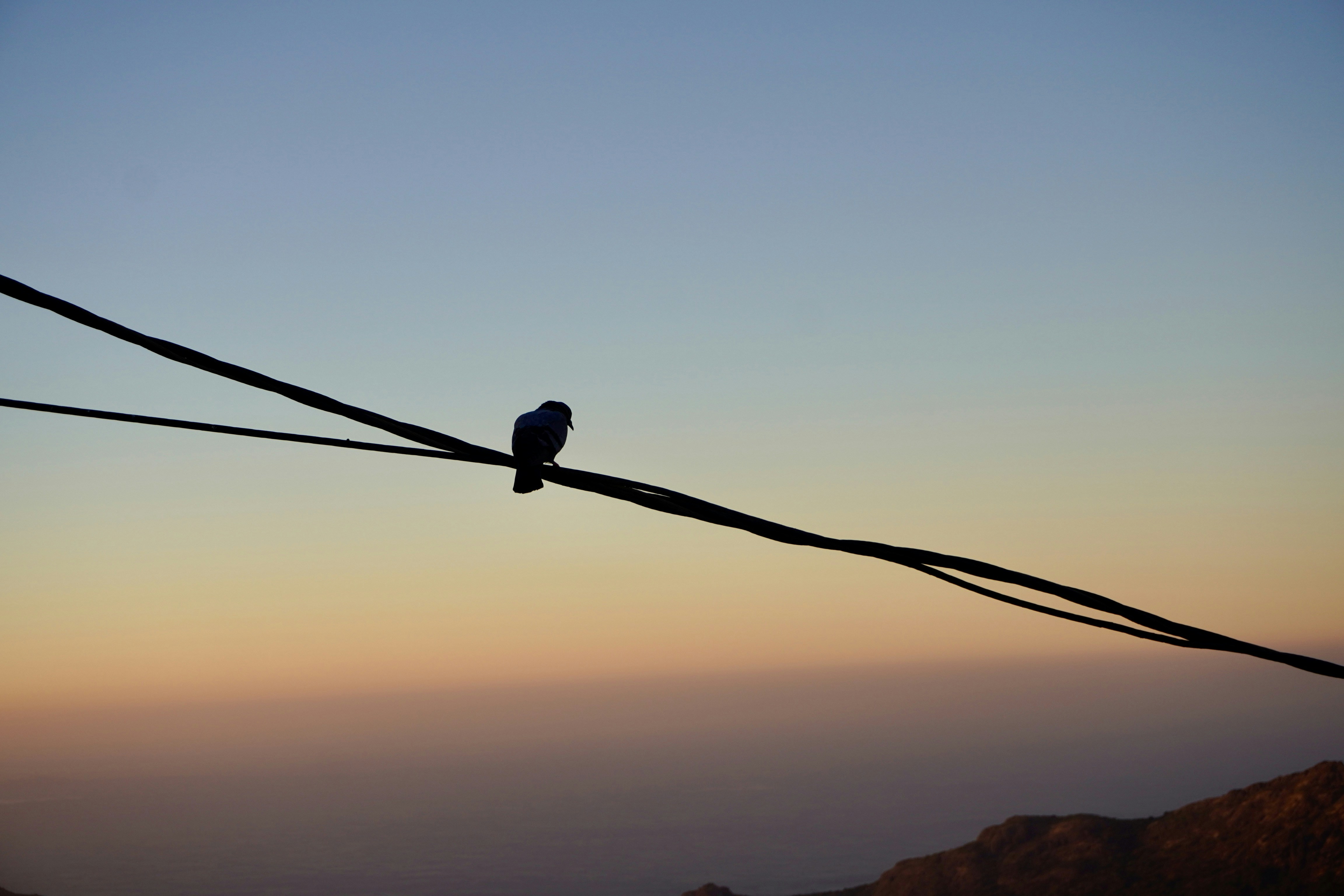 Dusk on the Wire: a solitary bird on the horizon seam