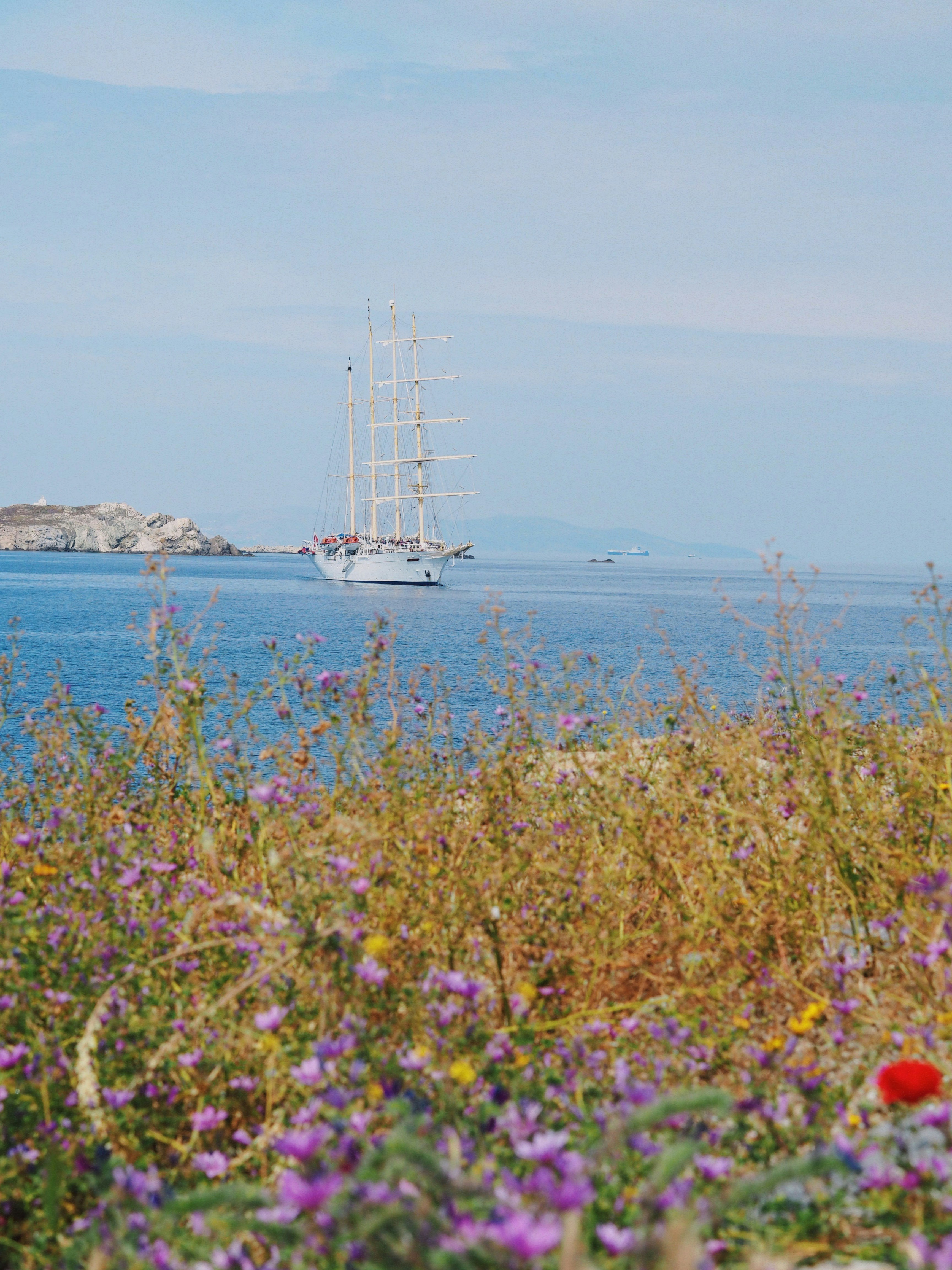 Sailing Solitude: A Purple-Flowered Foreground Framing a Quiet Sea Schooner