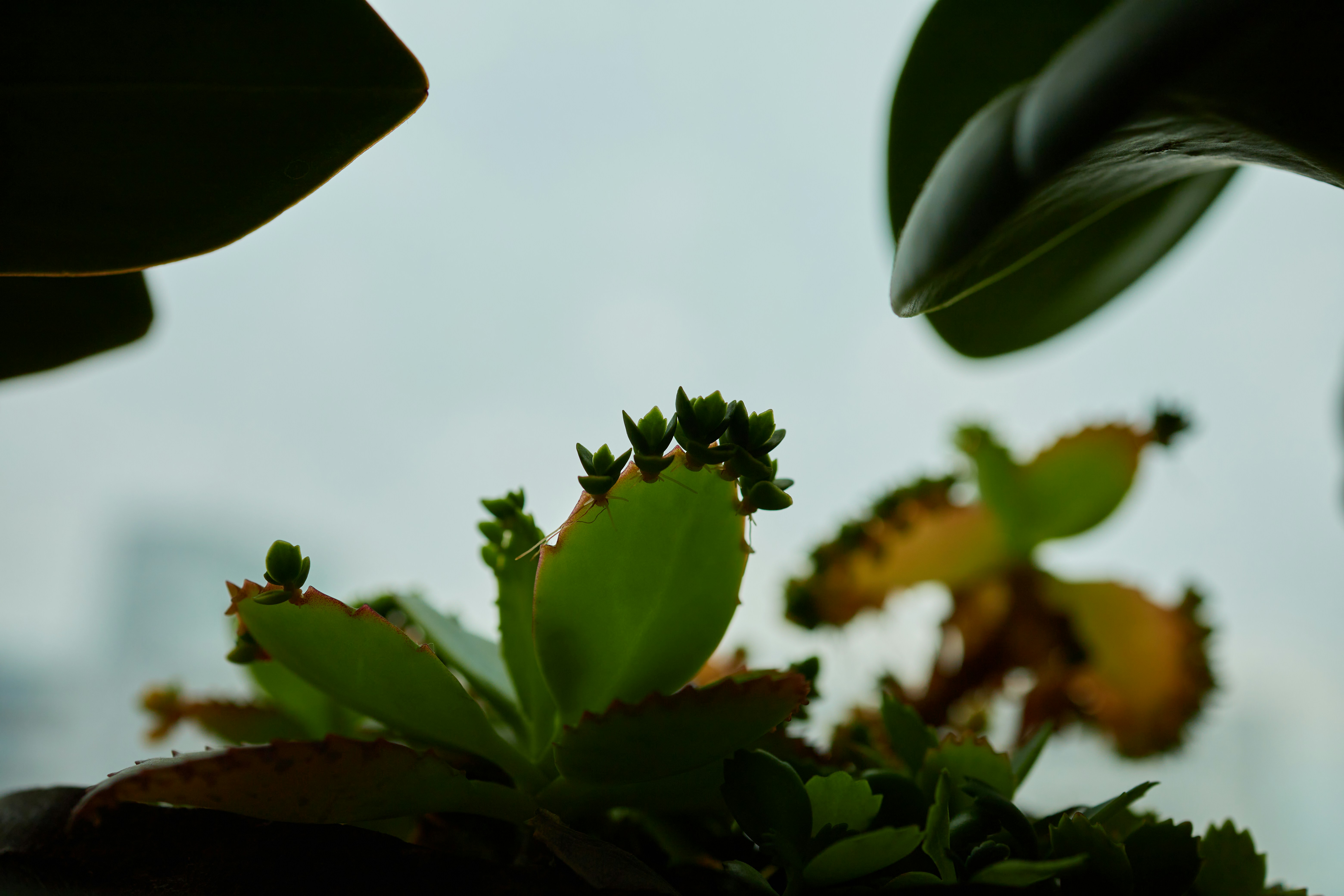 Emerald Serrations in a Soft City Blur