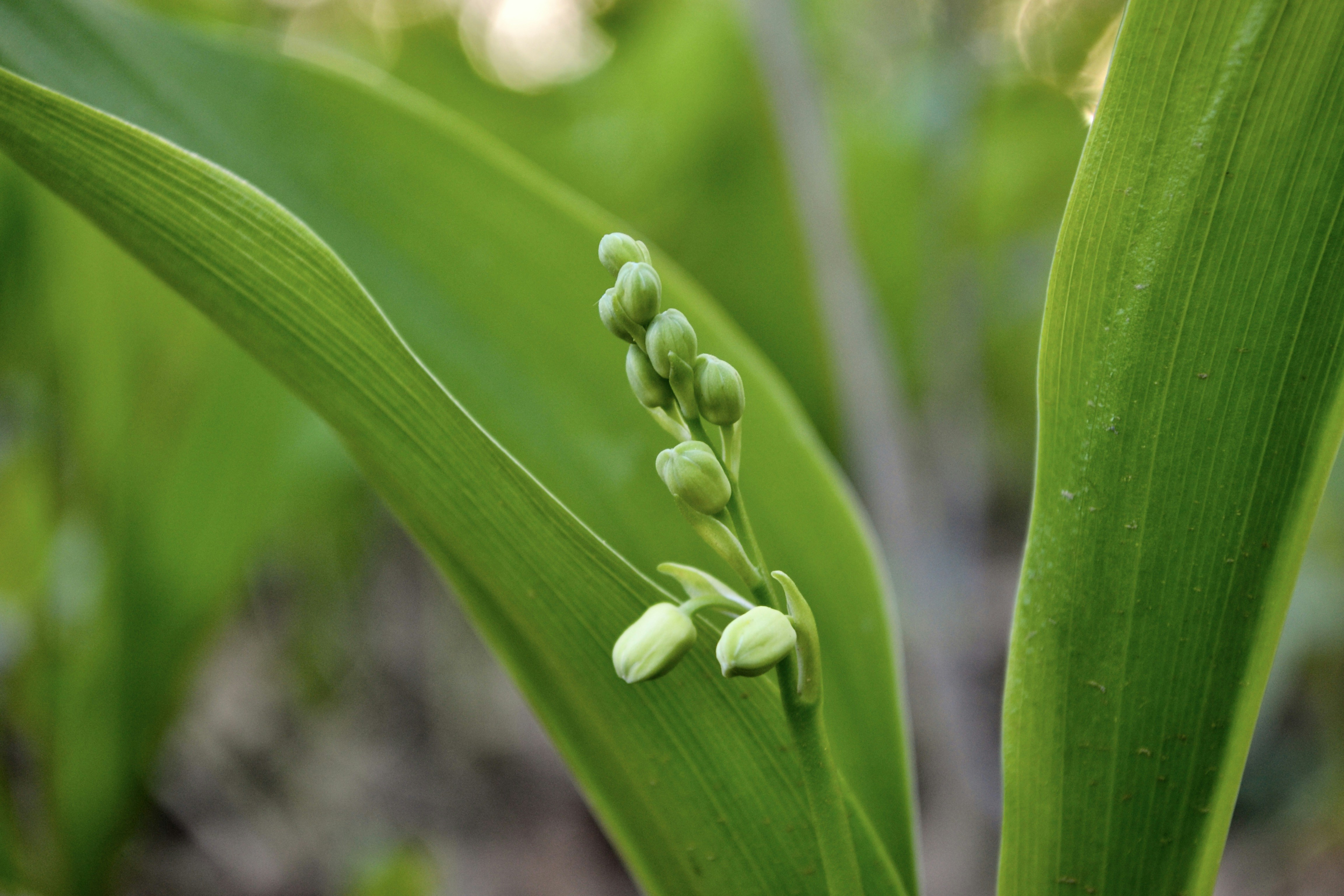 Tender Buds Amid Broad Green Strands