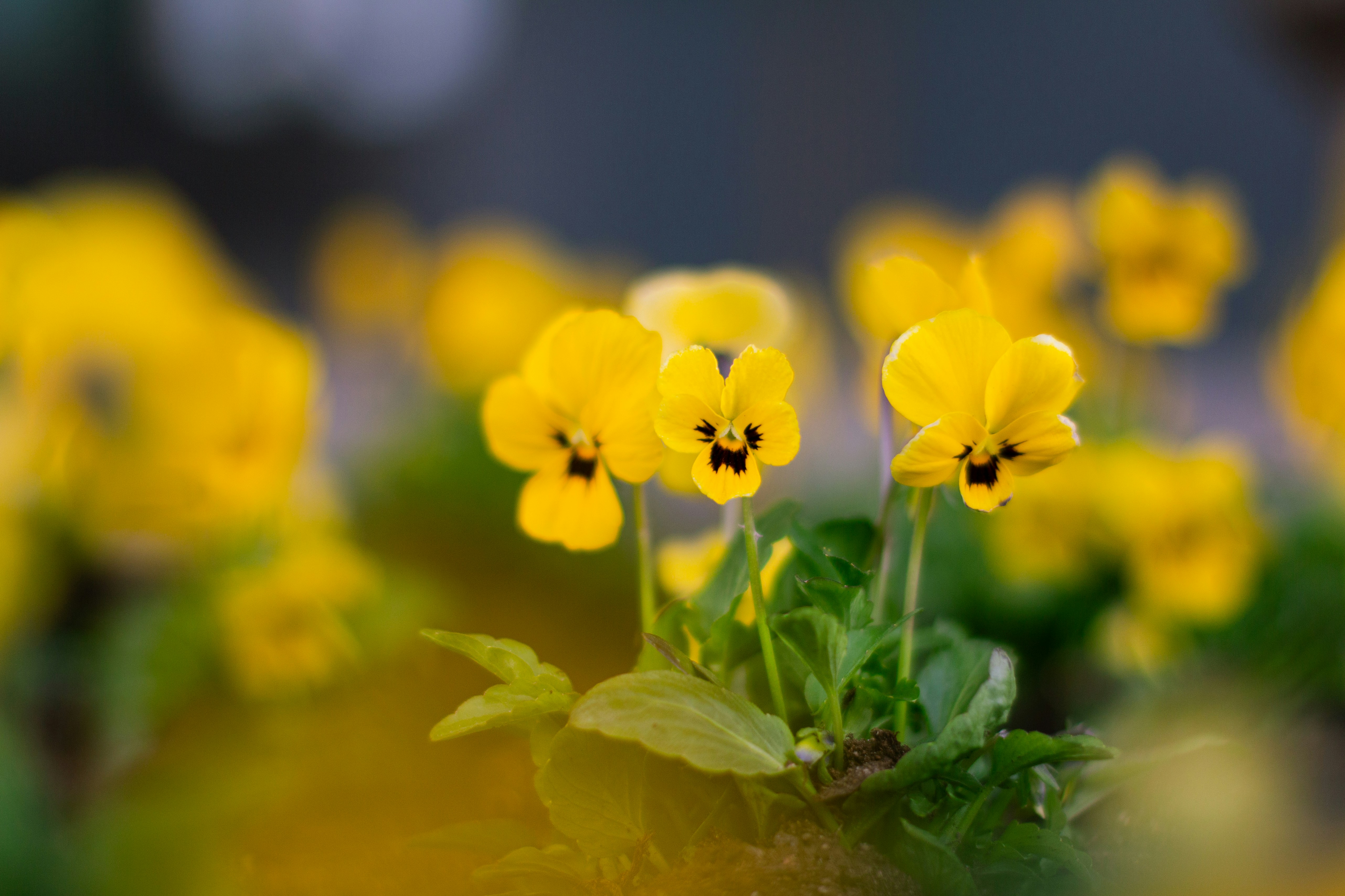 Whispers of Yellow: Close-up Pansies in Velvet Blur