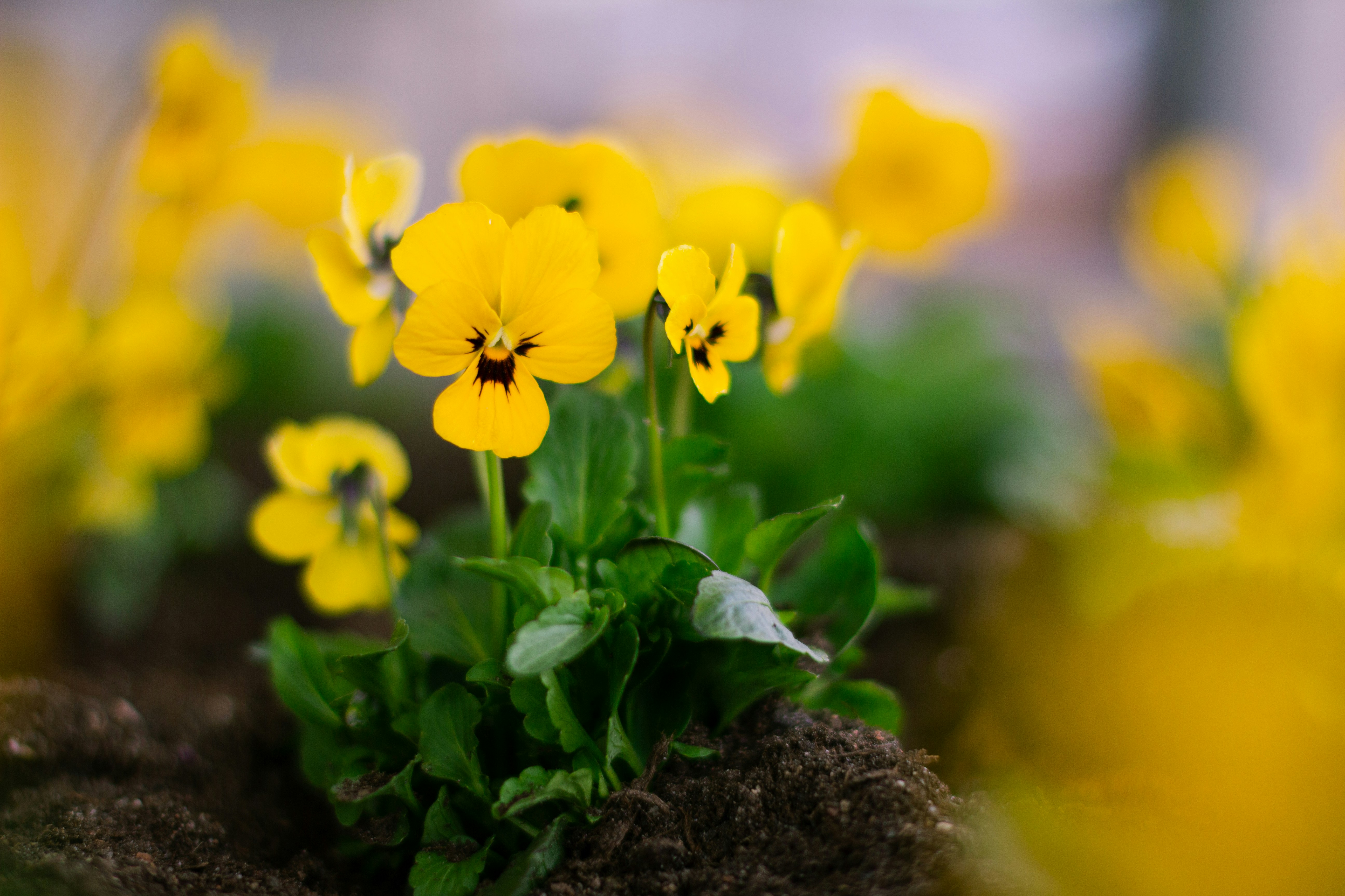 Close-Up of Sunlit Yellow Pansies: Quiet Life in Rich Soil