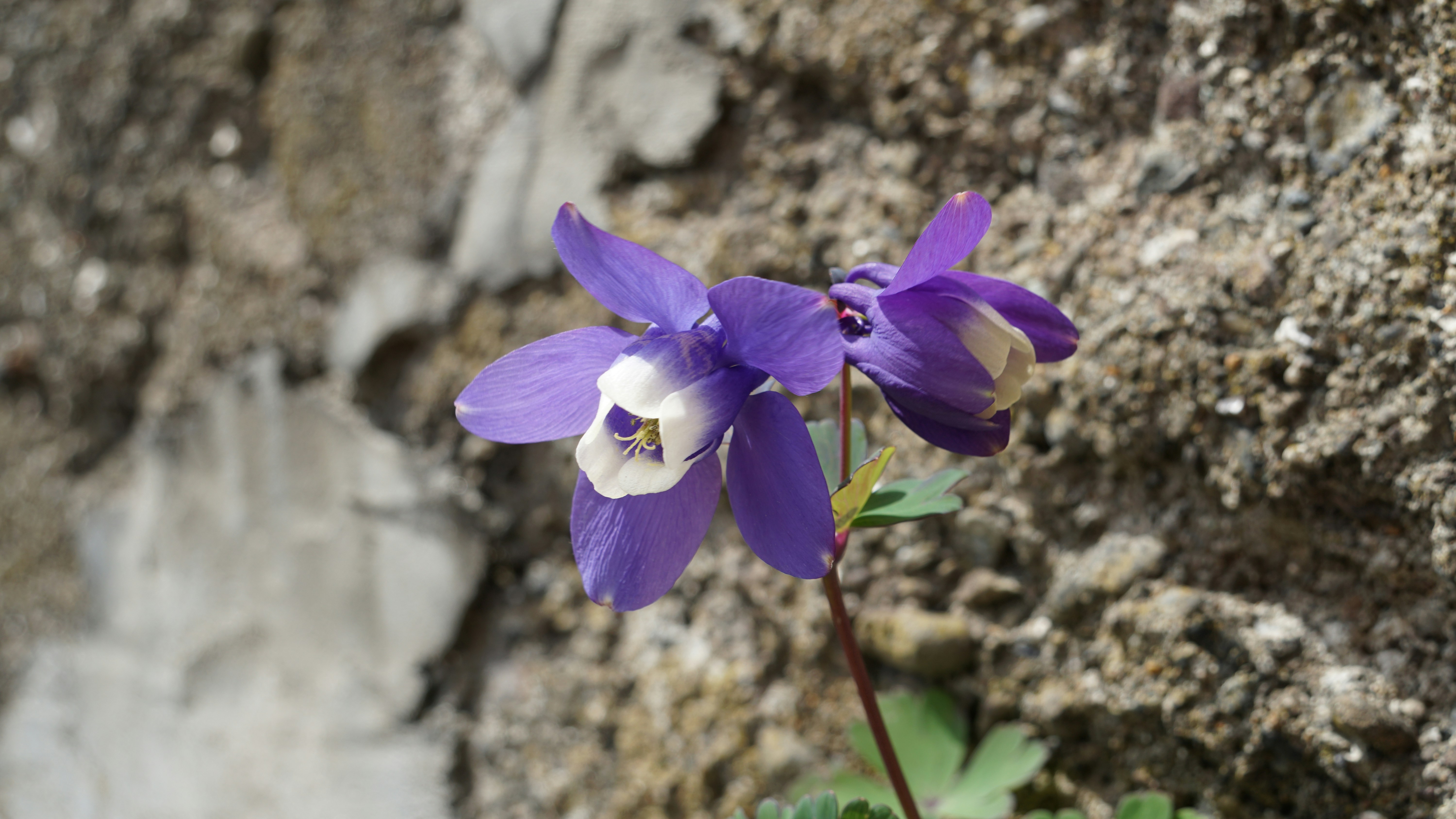 Granite Bloom: A Violet Flower Piercing Rugged Light