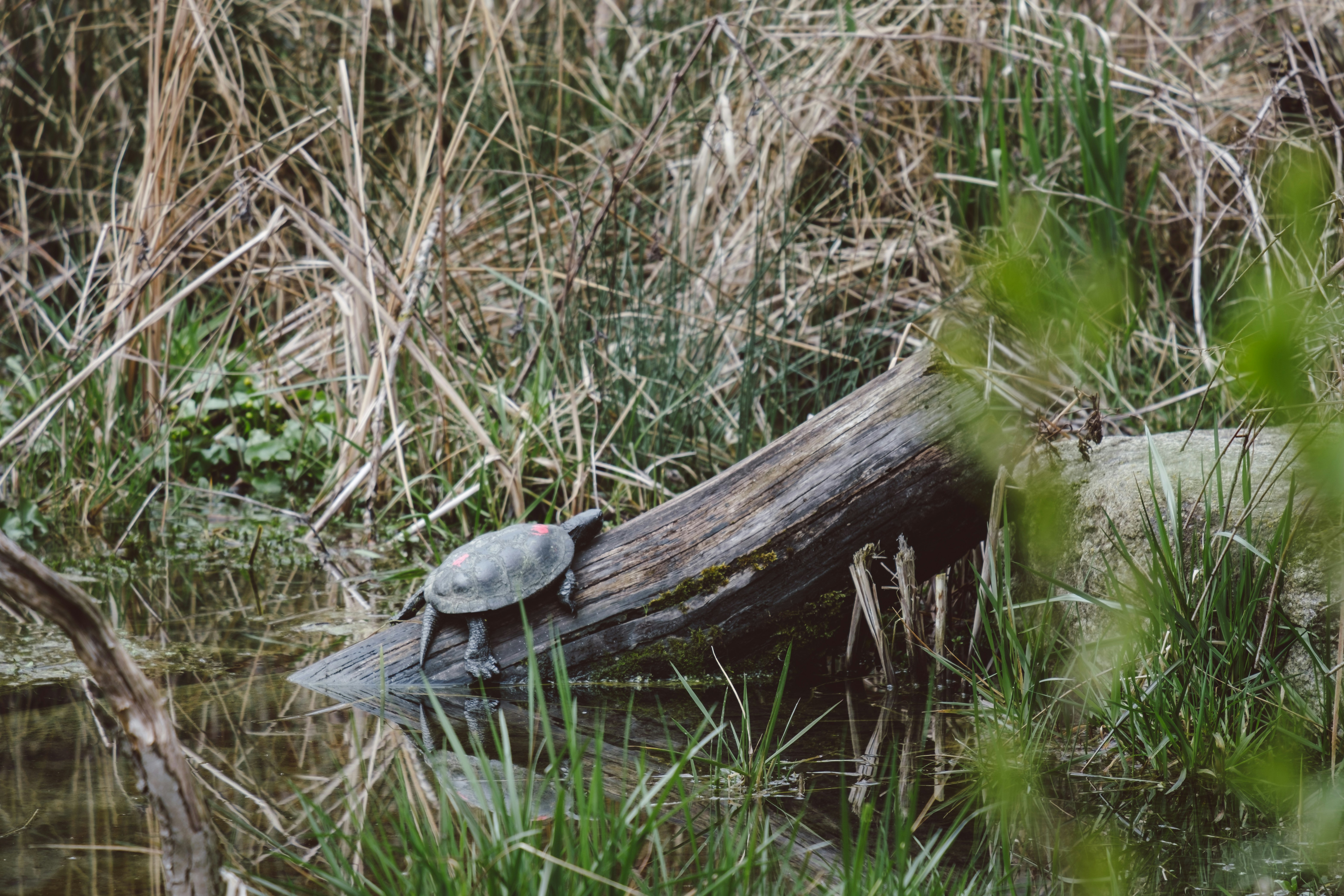 Green Turtle on a Weathered Log: A Marsh Moment in Quiet Light