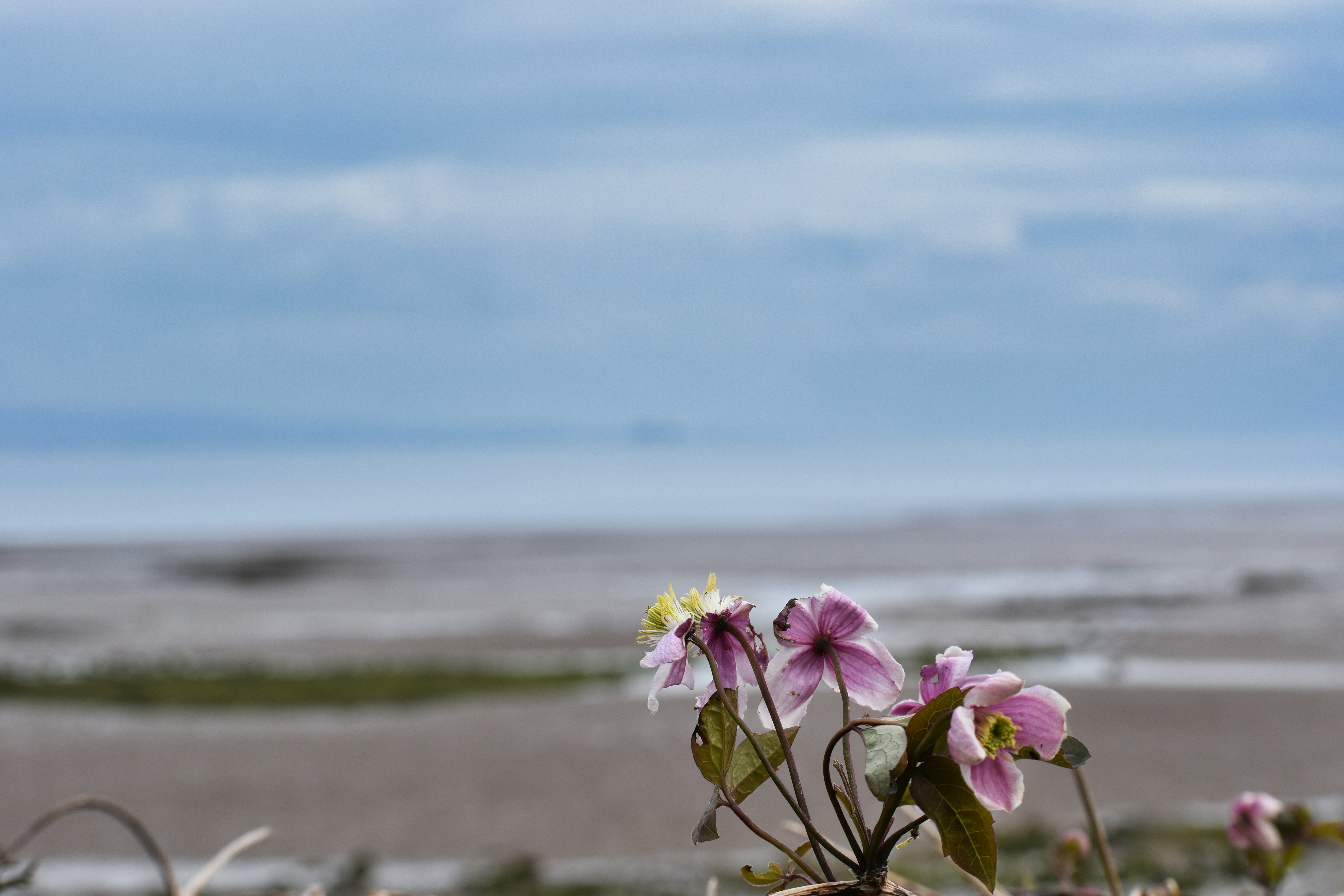Pink Seaside Blossoms Framing a Quiet Blue Horizon