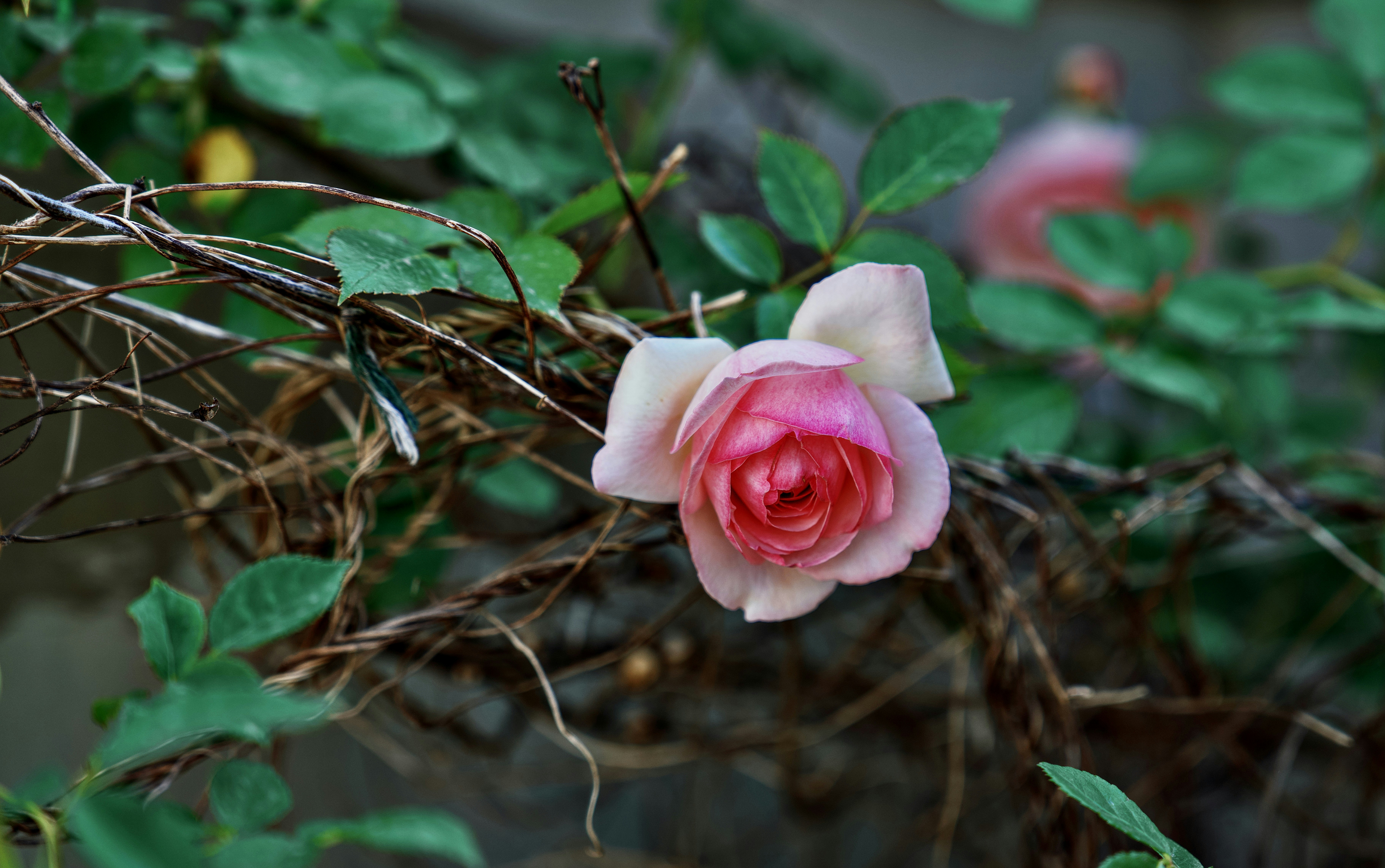 Petals in the Thicket: A Pink Rose Holding Its Ground