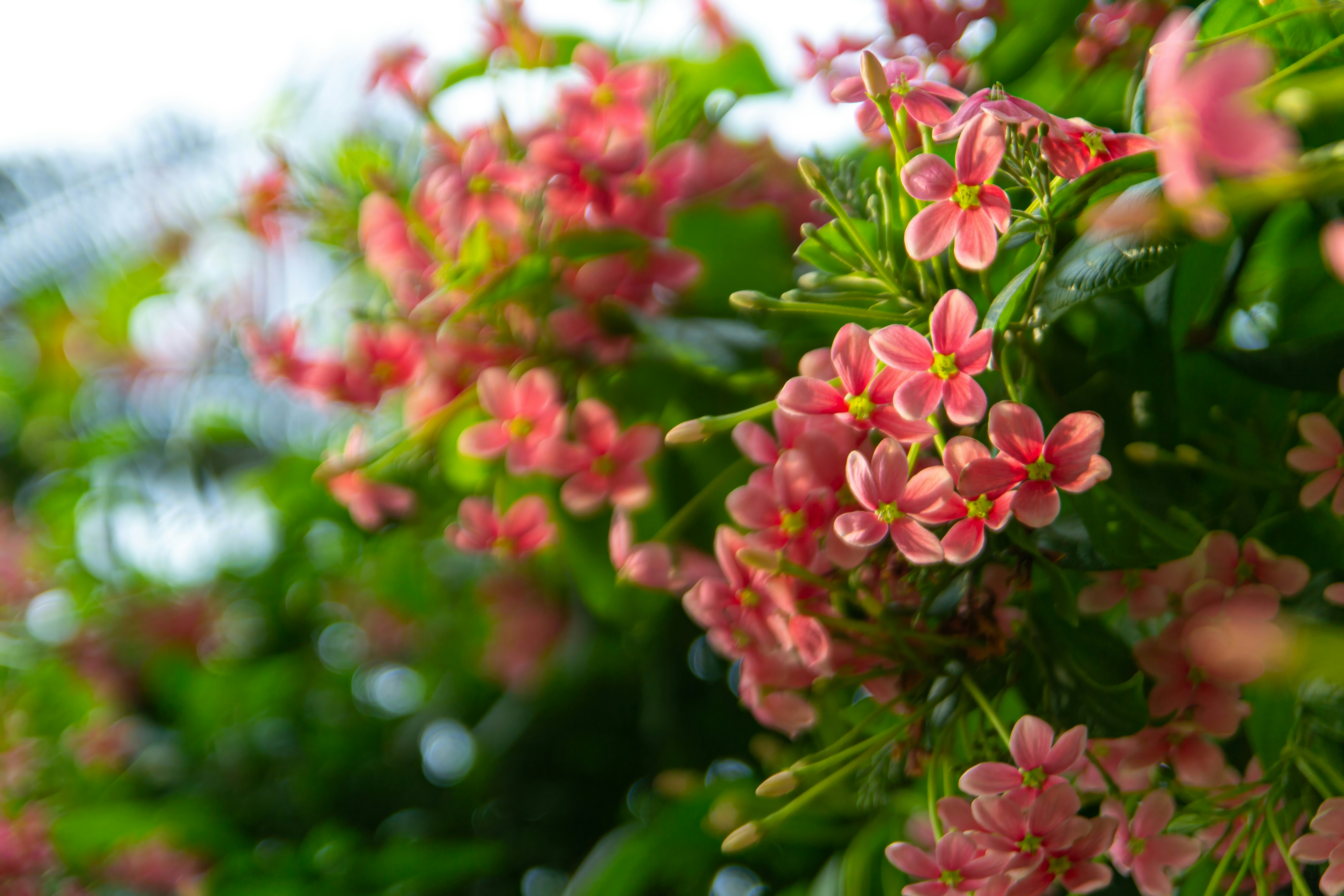 나무에 있는 분홍색 꽃 무리 사진 – Unsplash의 무료 꽃 이미지