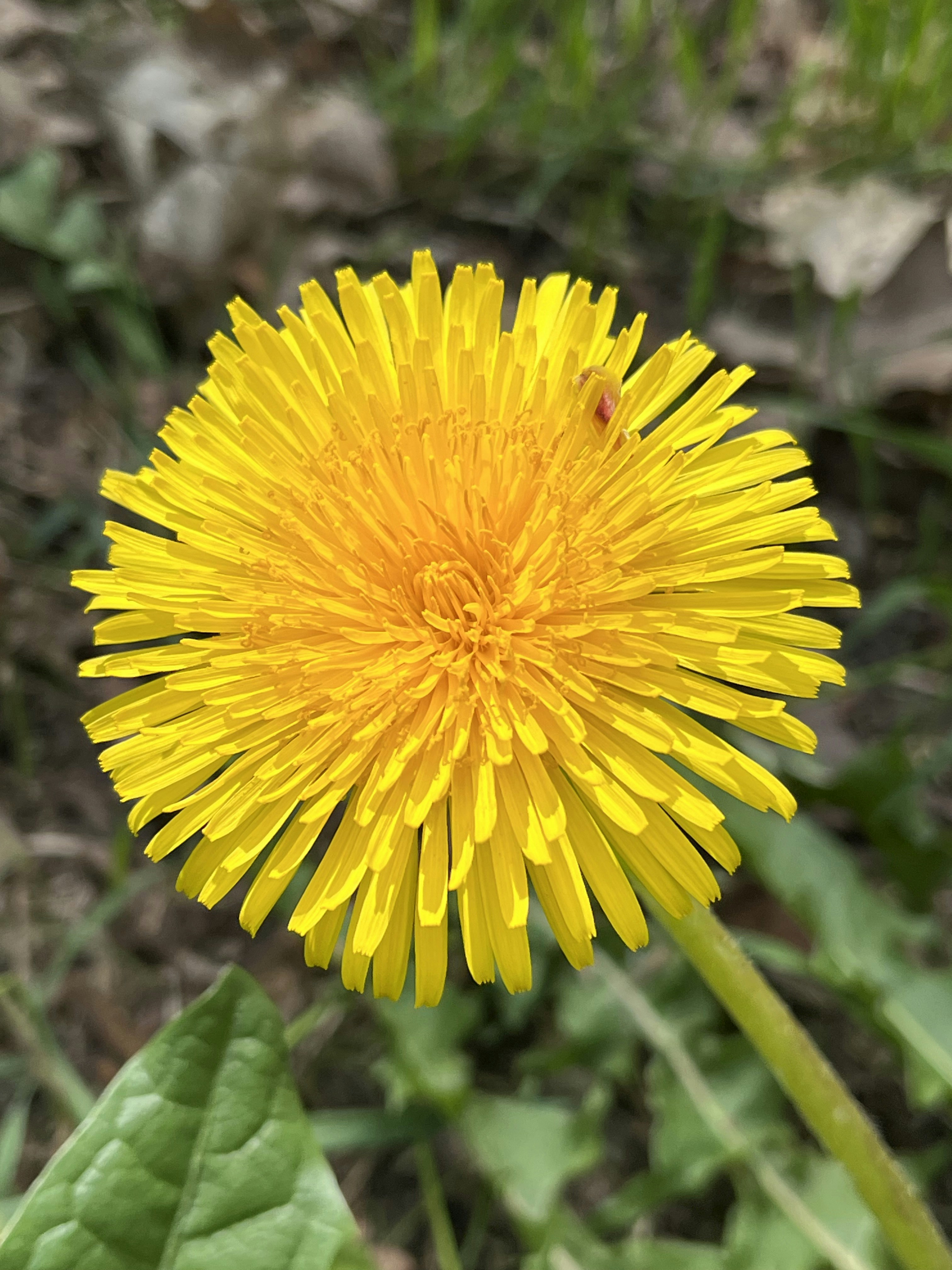 Macro Majesty: Close-Up of a Radiant Dandelion