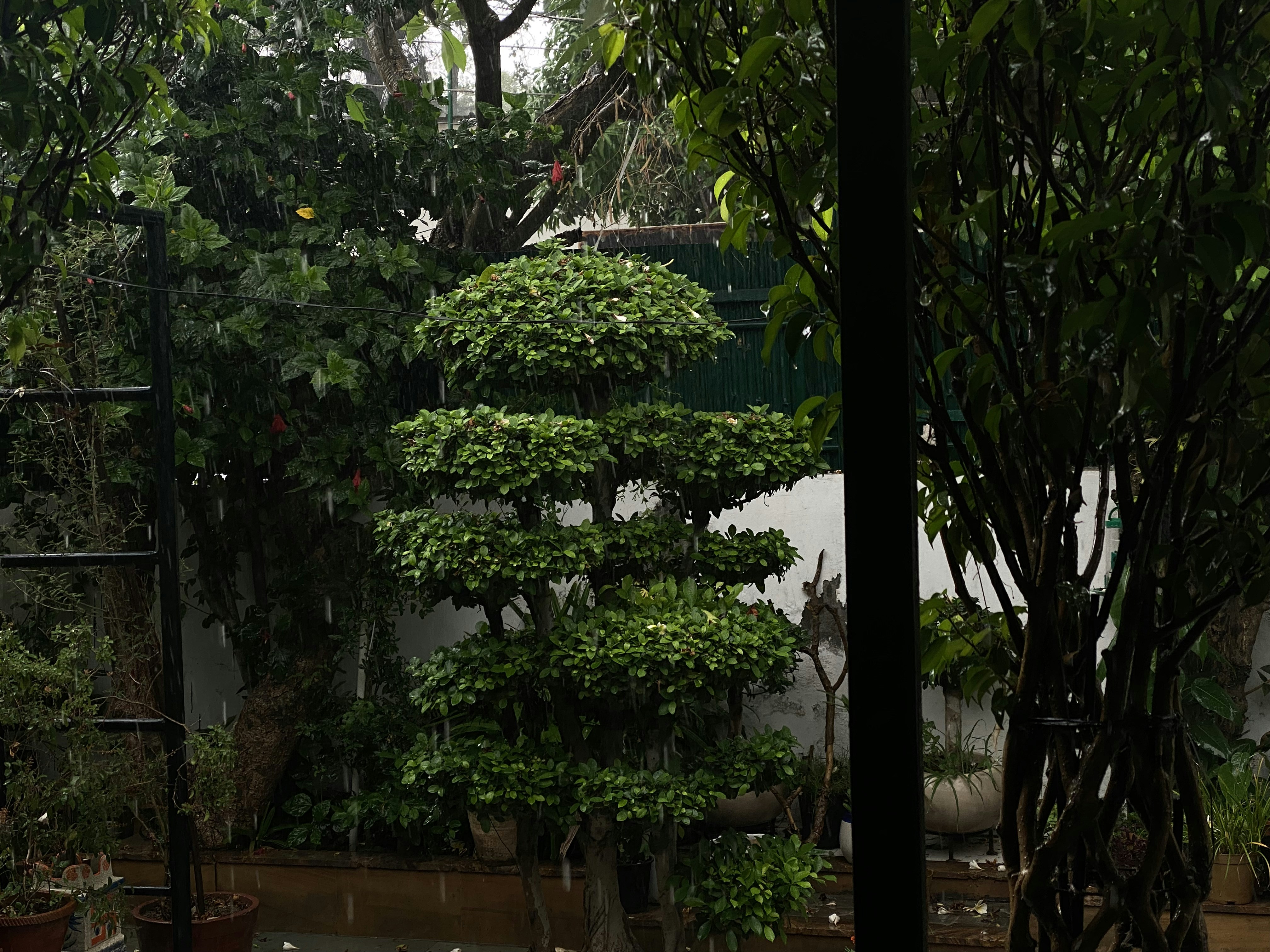 Tiered Topiary Under Rain, Framed by a Windowed Garden