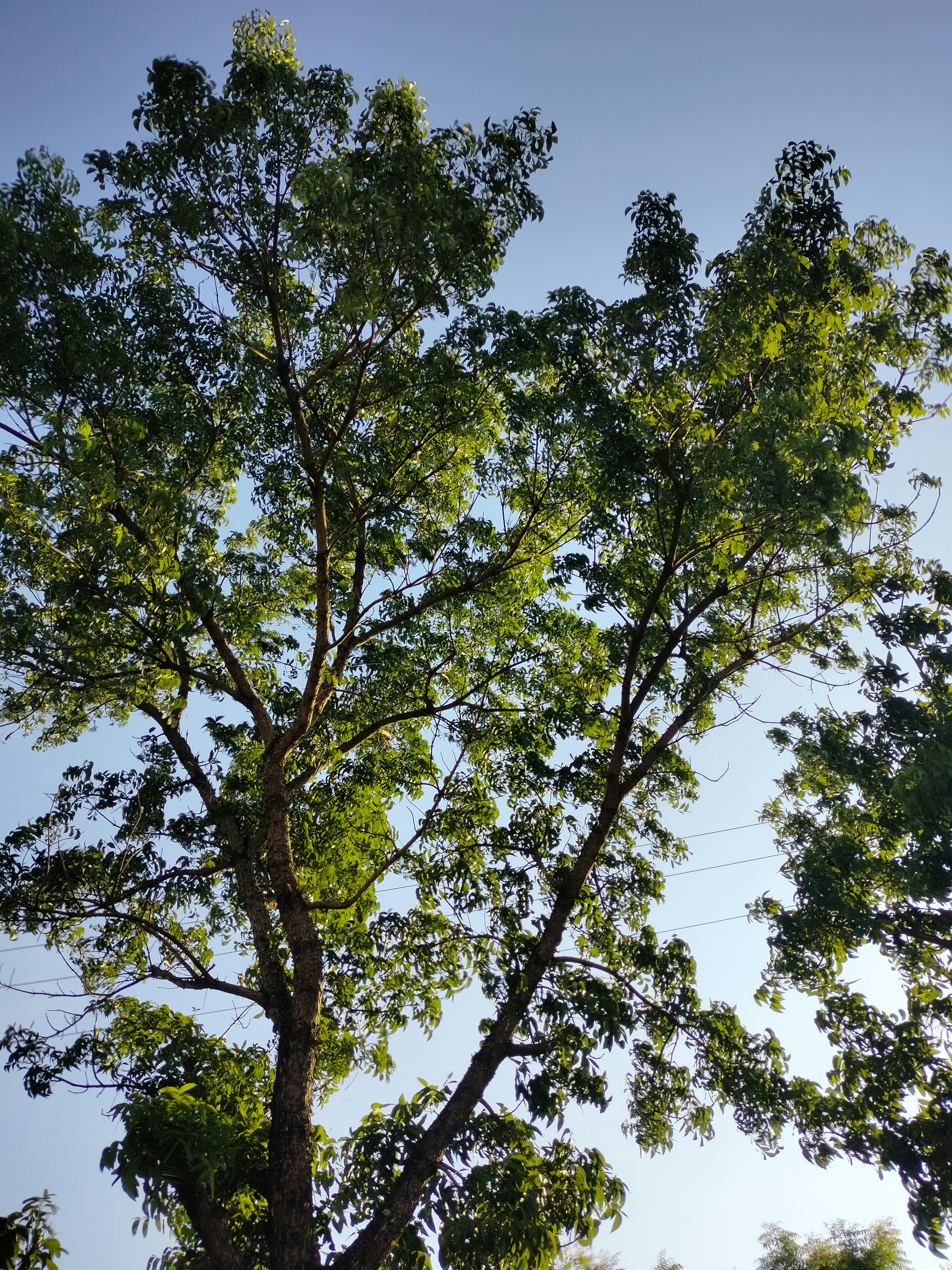 A tall tree with lots of green leaves photo – Free Tree Image on Unsplash