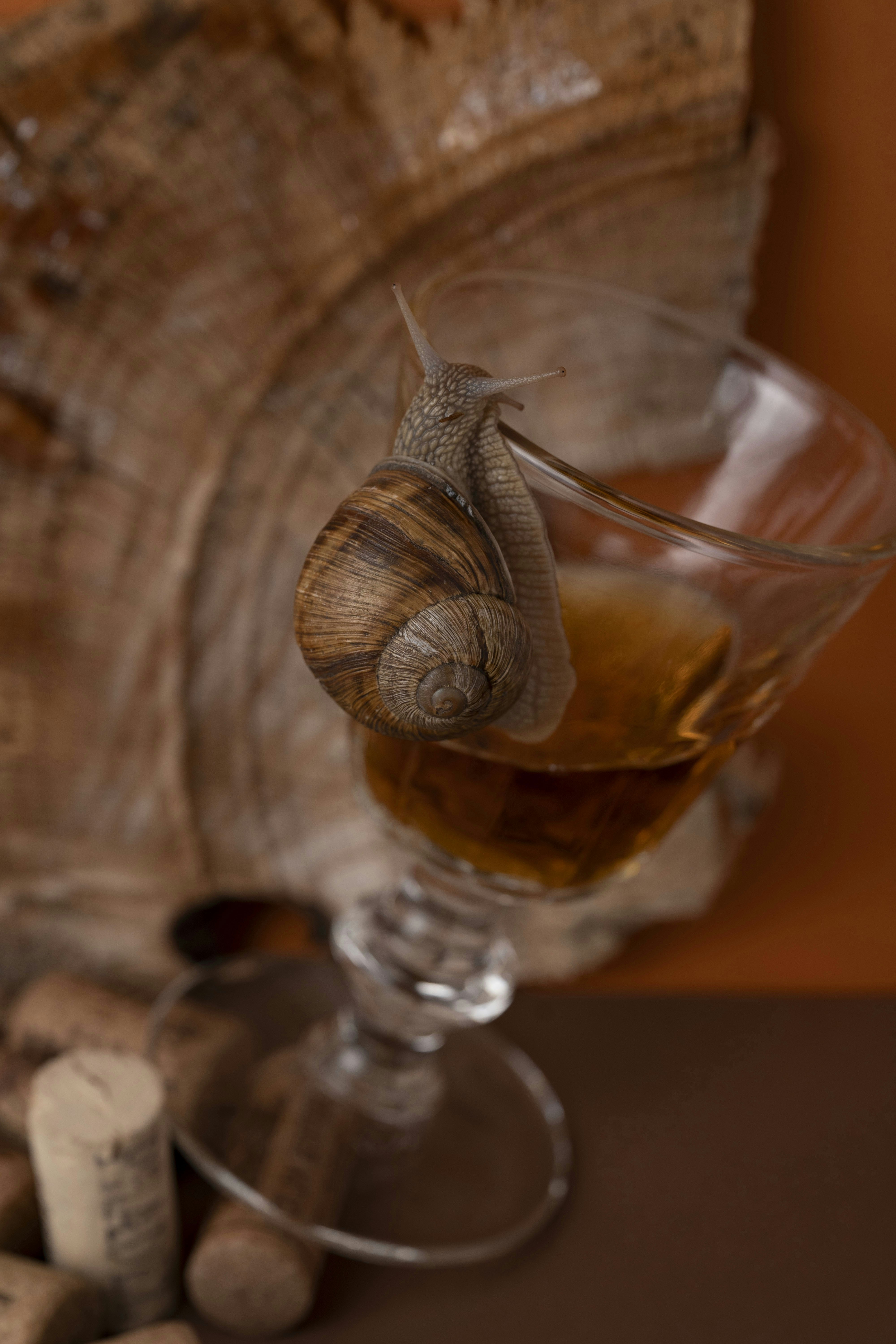 Whispering Climb: a snail tracing the curve of a whiskey glass