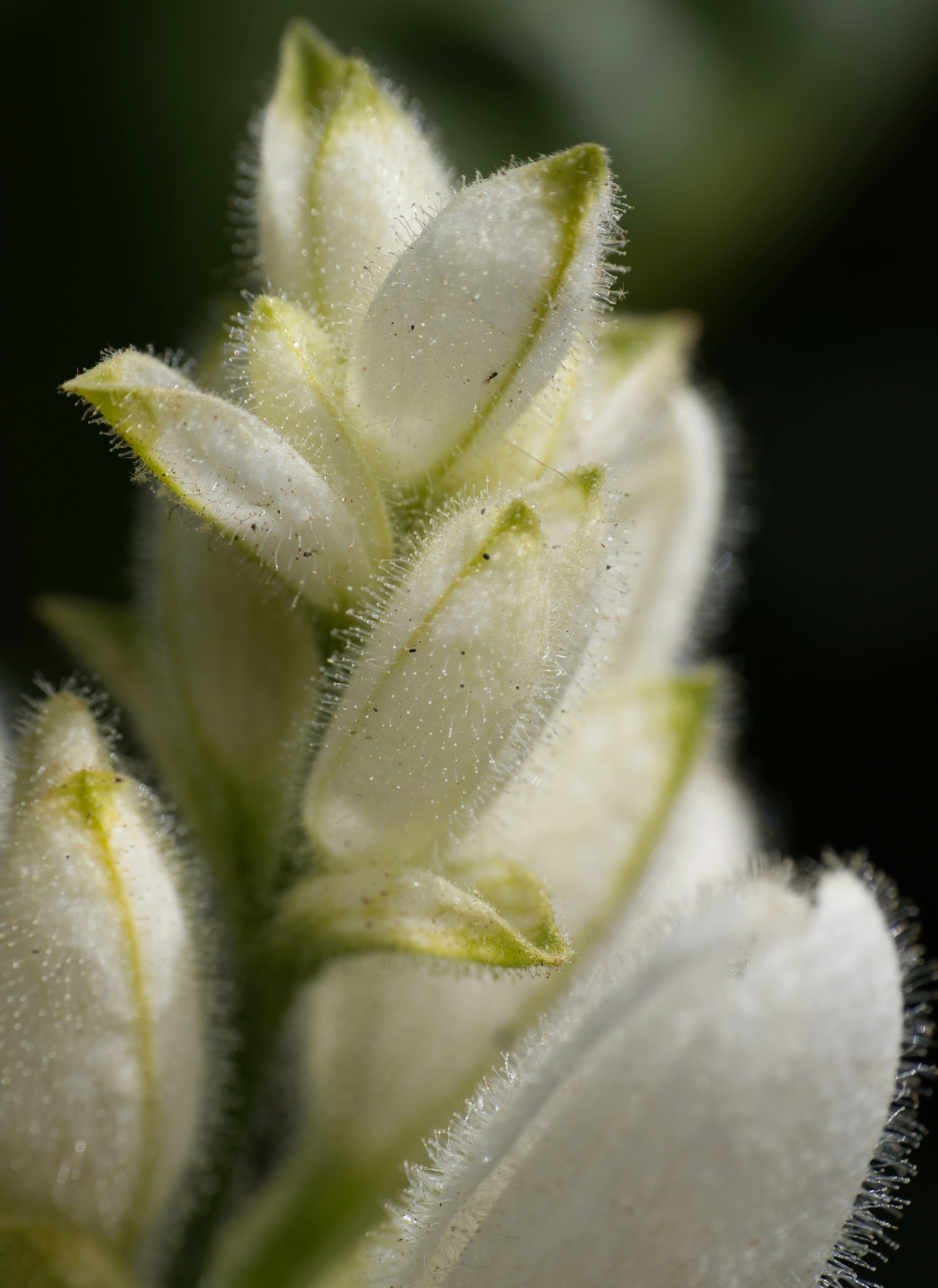 Velvet Macro: a pale, hairy bud in ultra-close detail