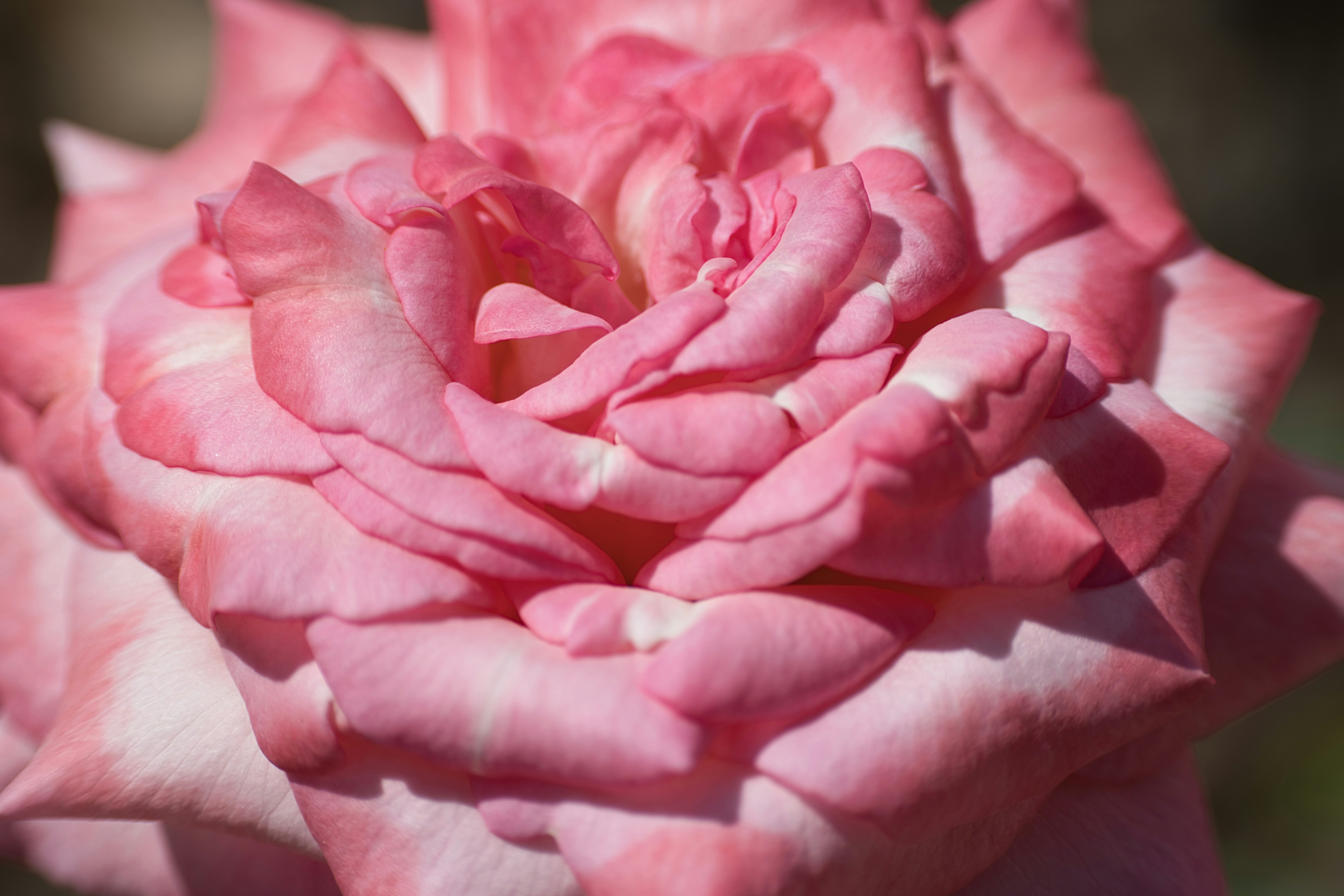 A close up of a pink rose flower photo – Free Flower Image on Unsplash