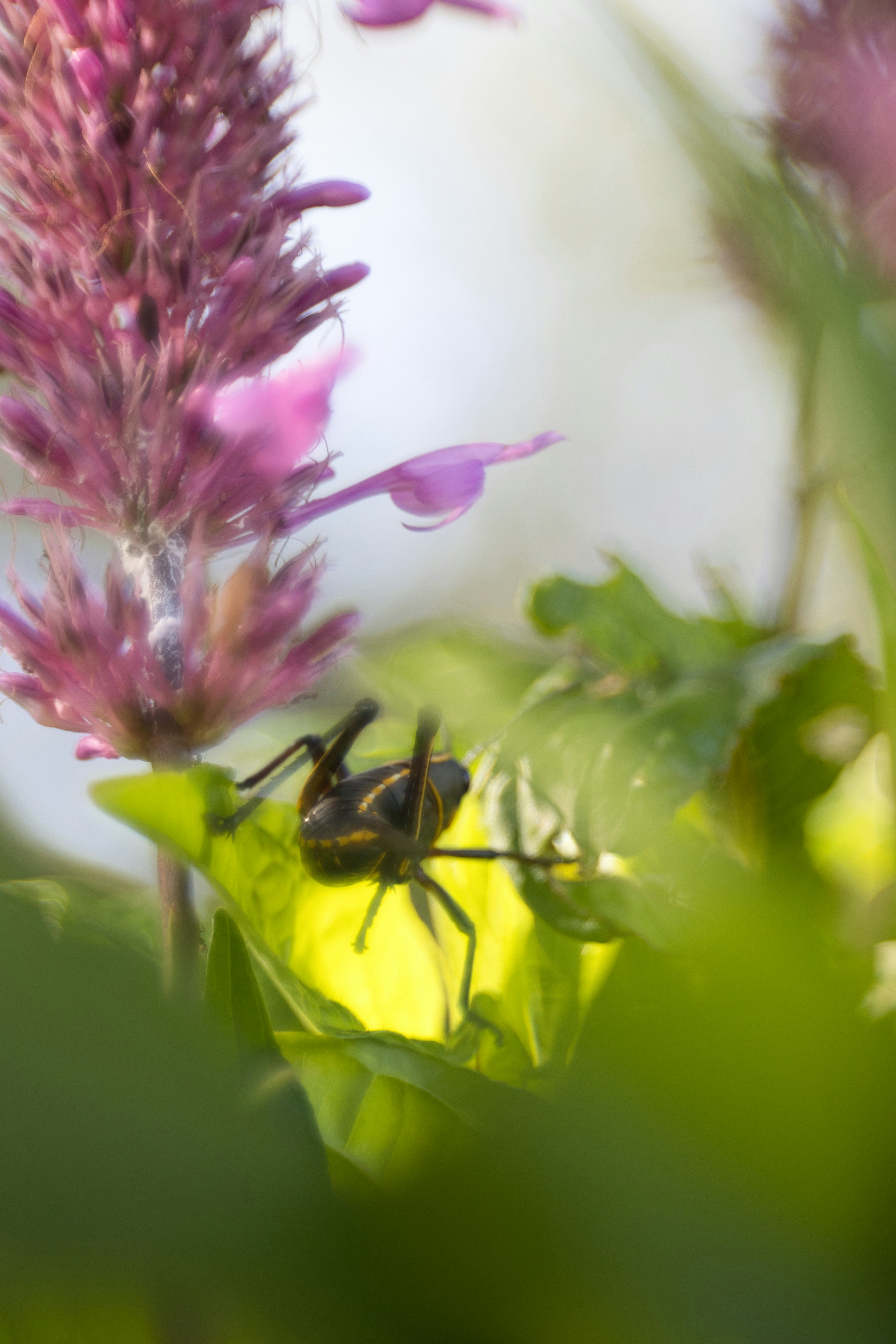 Hidden Hunter amid Purple Bloom: A Black Spider Among Petals