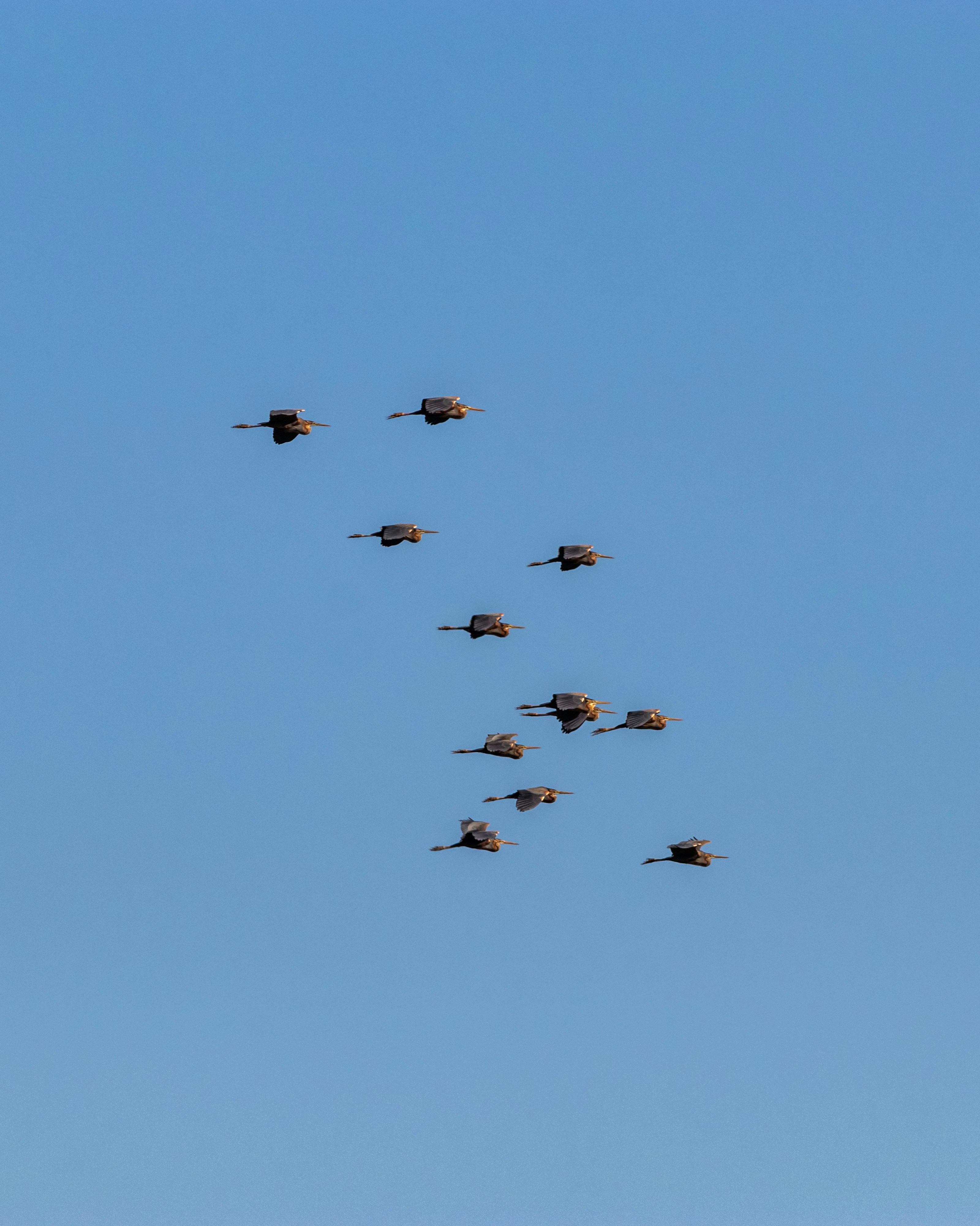 Azure Wingbeat Constellation: A Small Flock Tracing a Quiet V Across the Sky