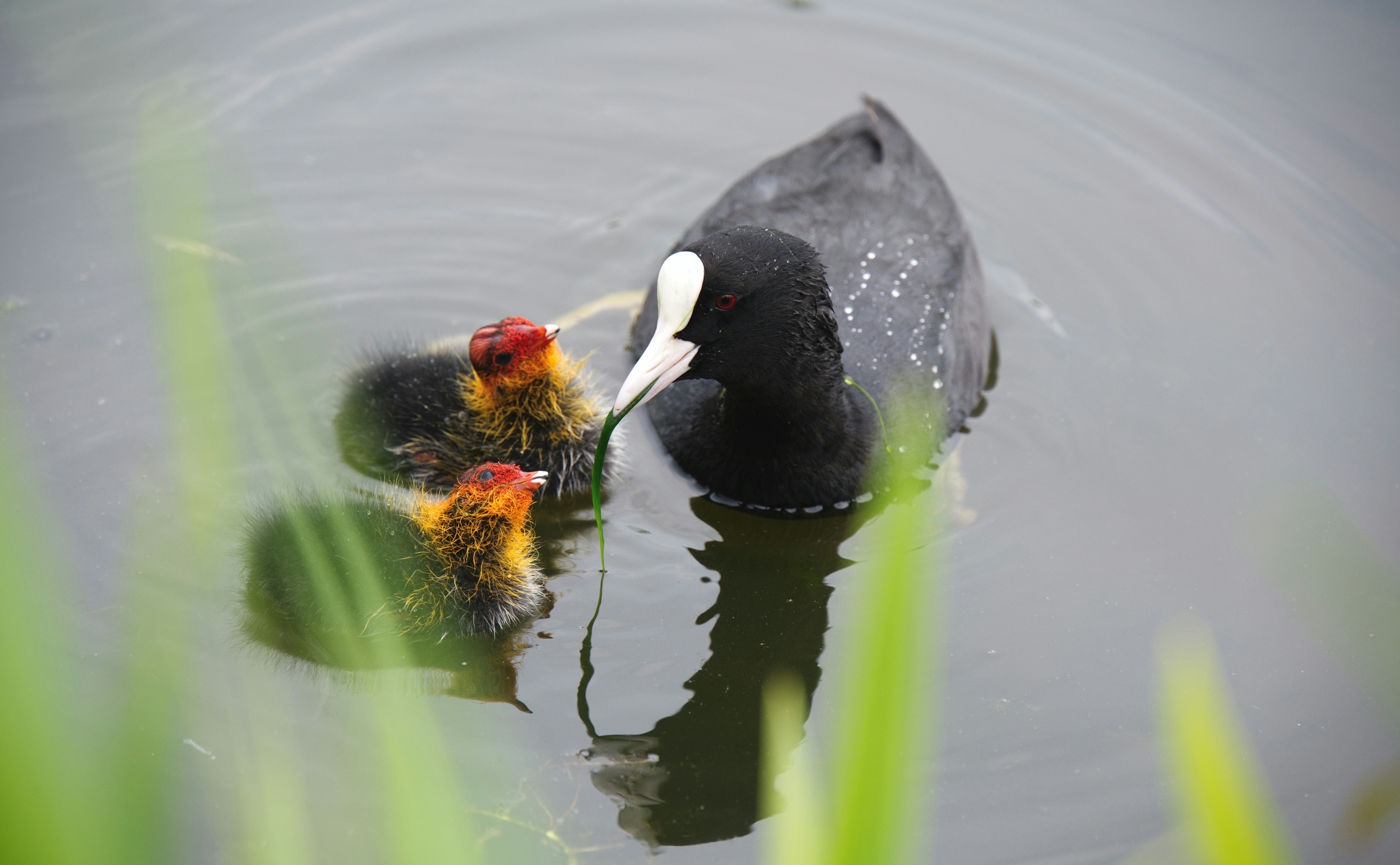 Mother Coot and Crèche: Tender Feed in Murky Quiet