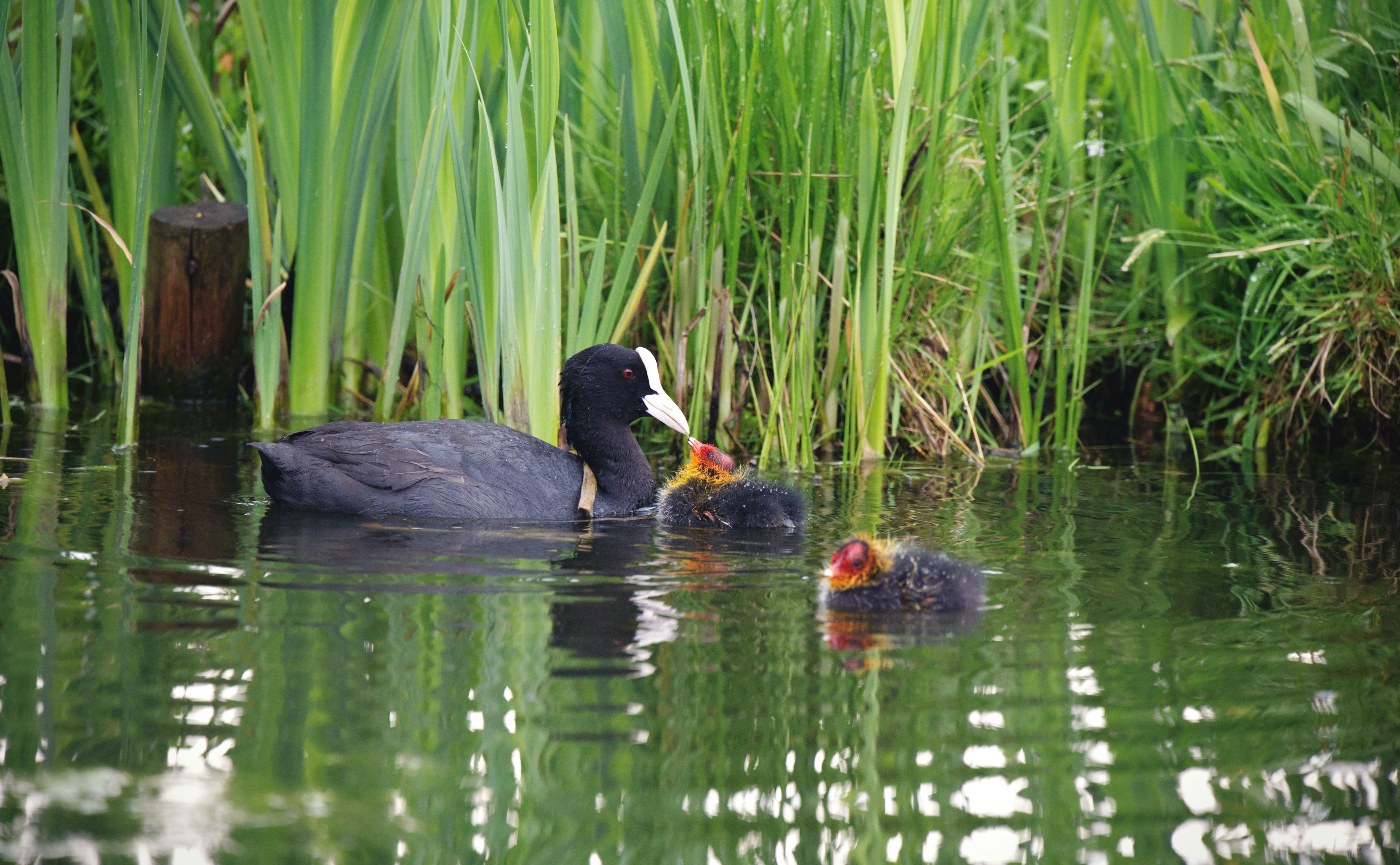 Foto Una madre pato y sus dos bebés nadando en un estanque – Imagen ...