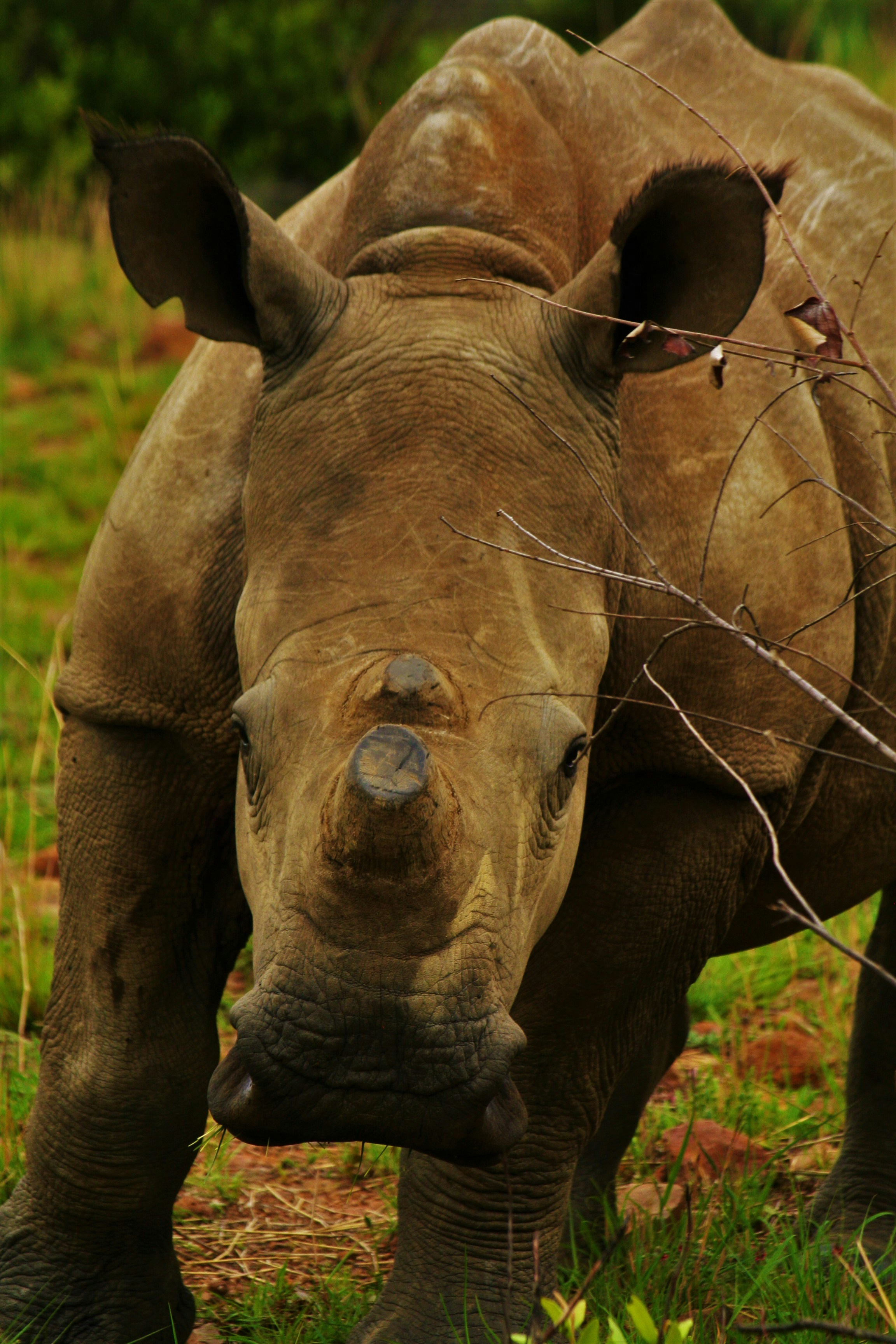 Mud-Splashed Hippo Stares Down: Close Encounter in Sunlit Grassland