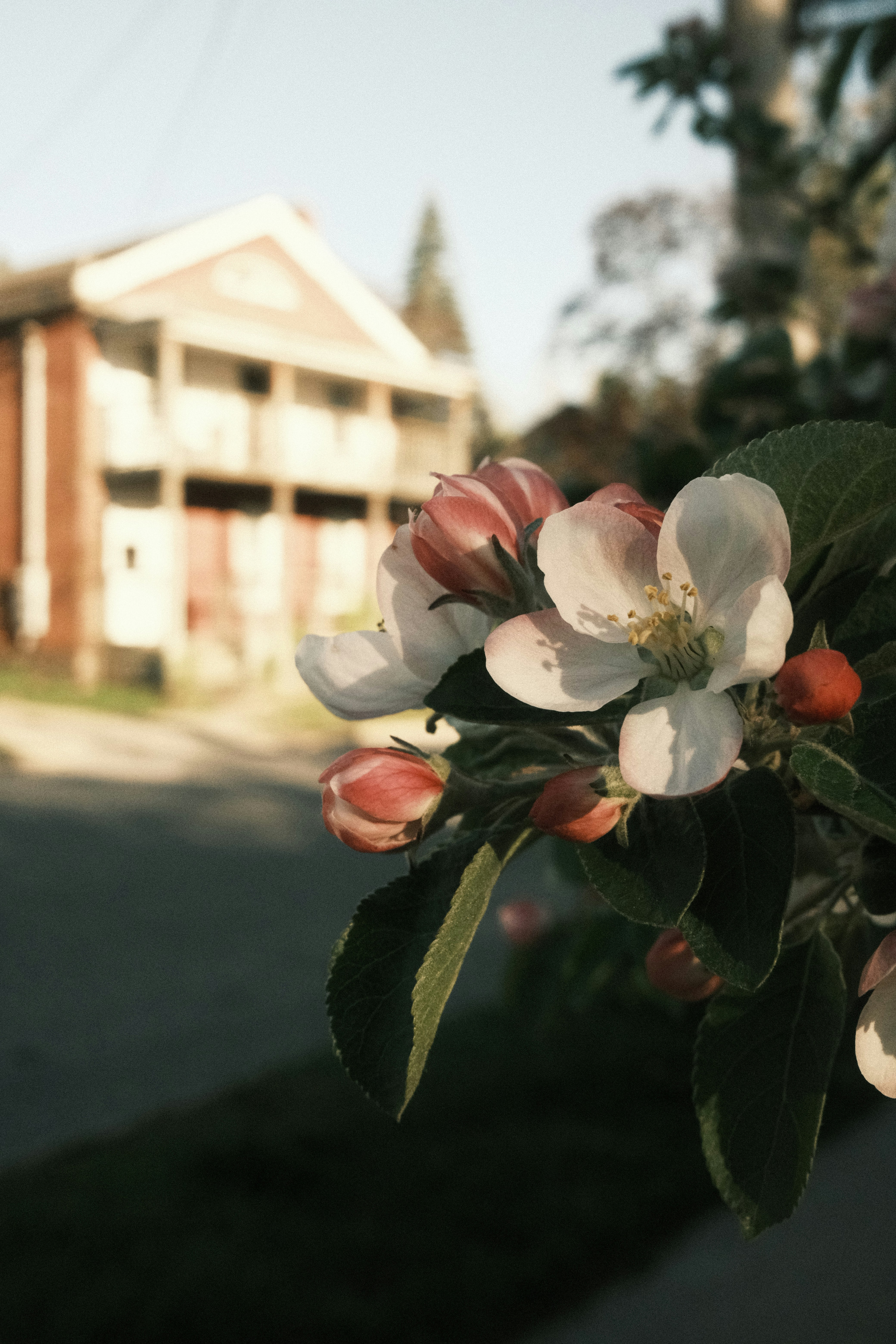 Blossom in Focus: A Quiet Come-Back to Spring by the Street