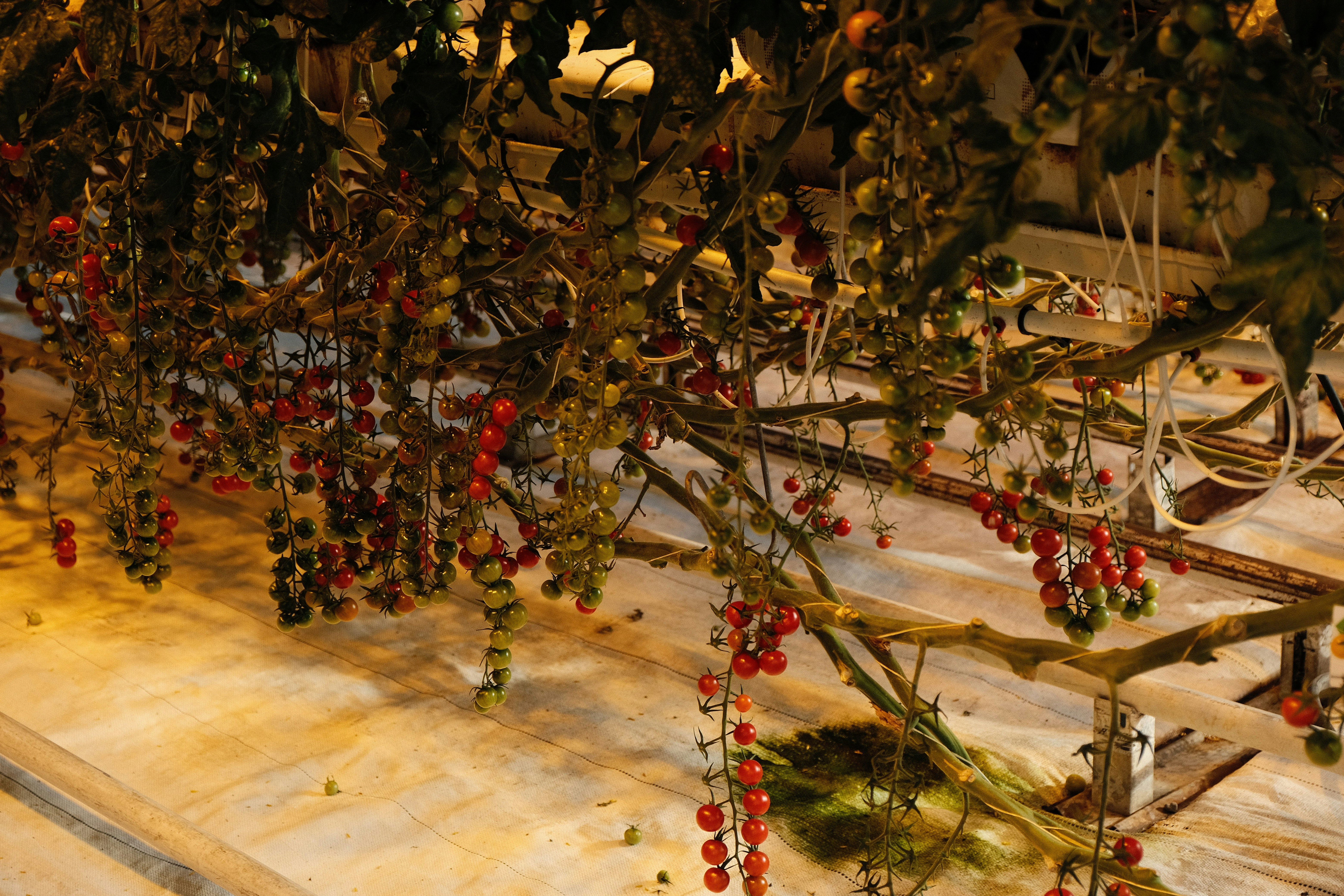 Hanging Harvest: Crimson Berries in a Warm Greenhouse
